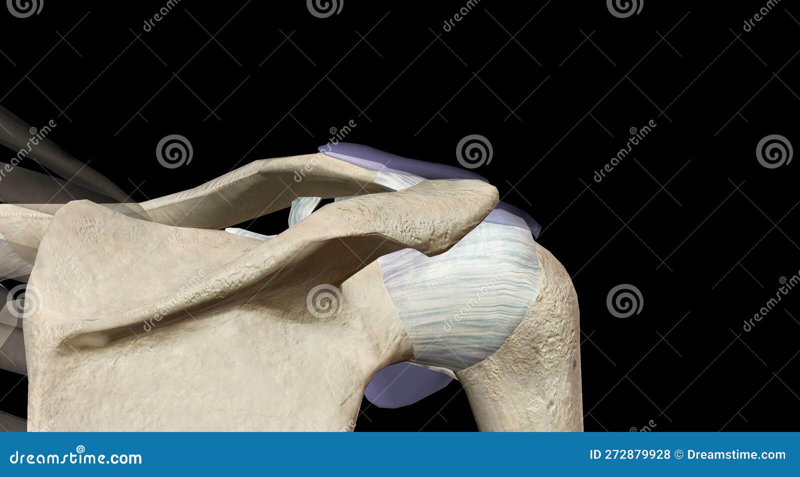 The Shoulder Girdle is Formed by Two Pairs of Bones, the Scapula Stock ...