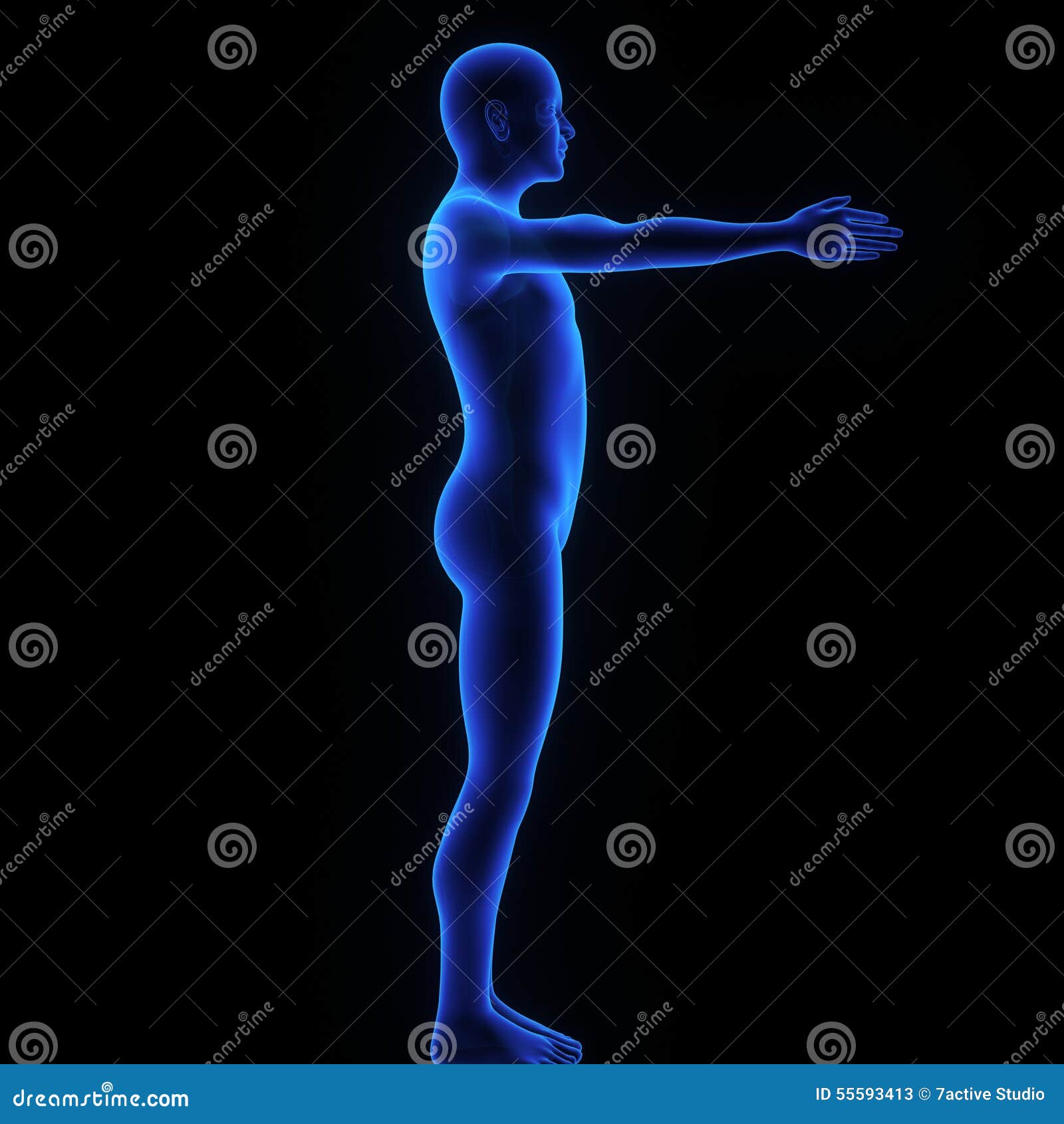 Scapula Or Shoulder Blade Seen From The Anterior Aspect, Vintage ...