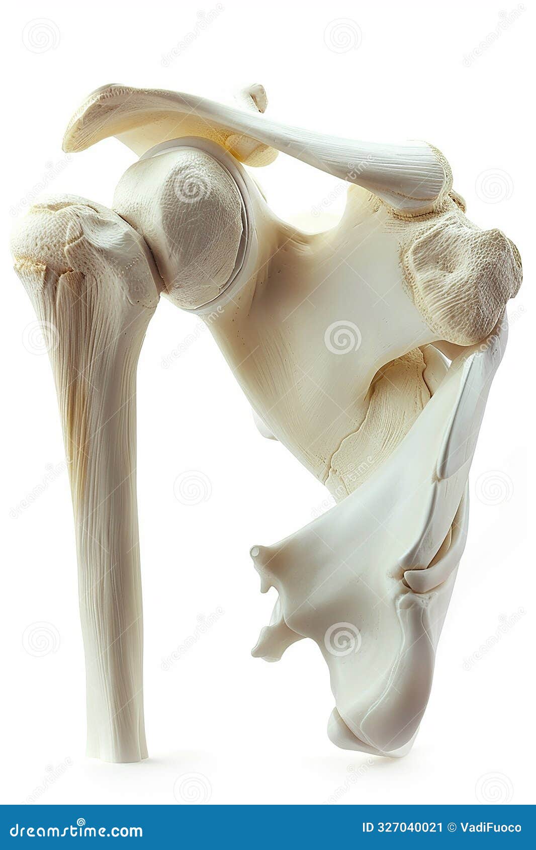 Shoulder Joint, Human Anatomical Skeleton Stock Illustration ...
