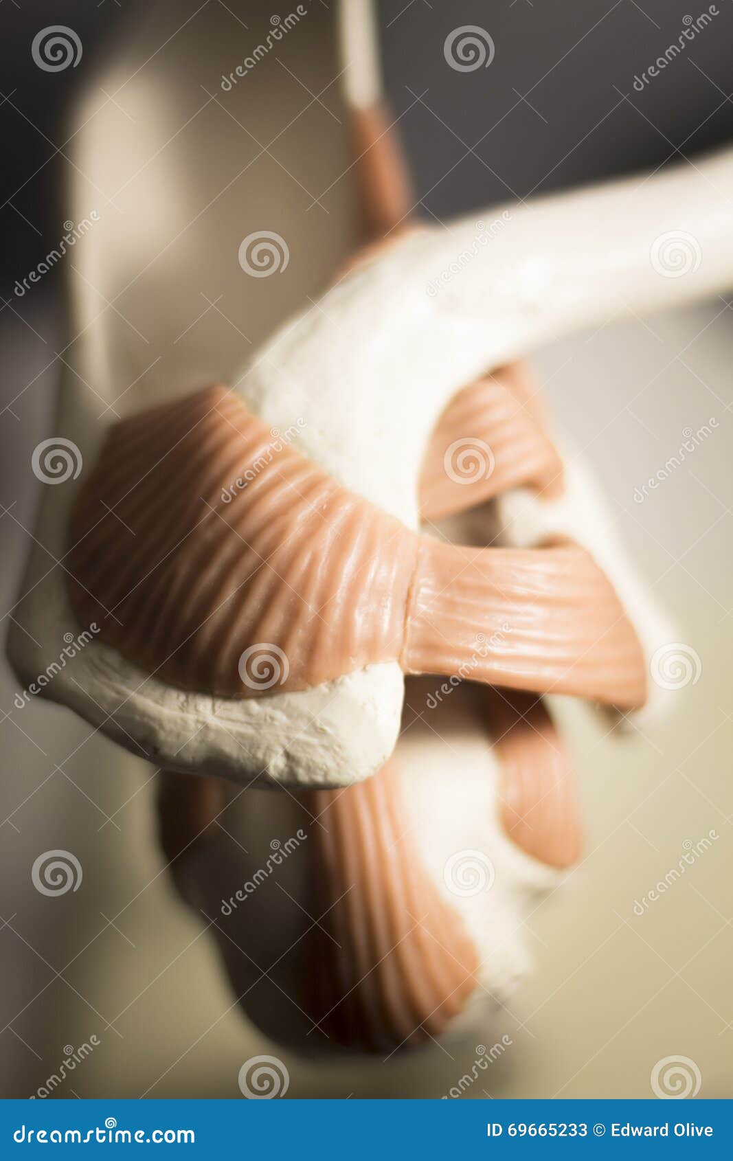 Shoulder Joint Meniscus Model Stock Image - Image of osteoporosis, back ...