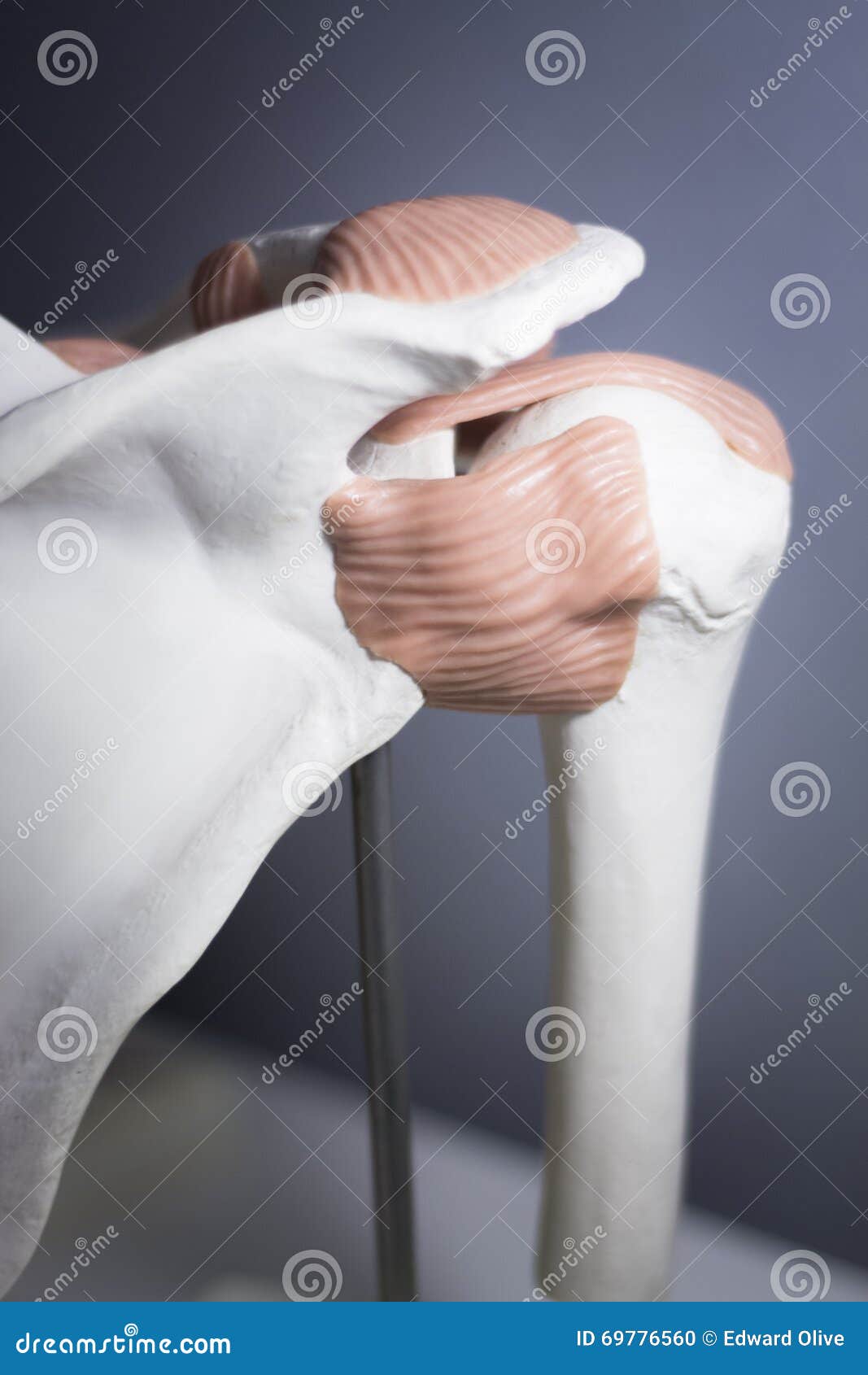 Shoulder Joint Meniscus Model Stock Photo - Image of arthritis, muscles ...