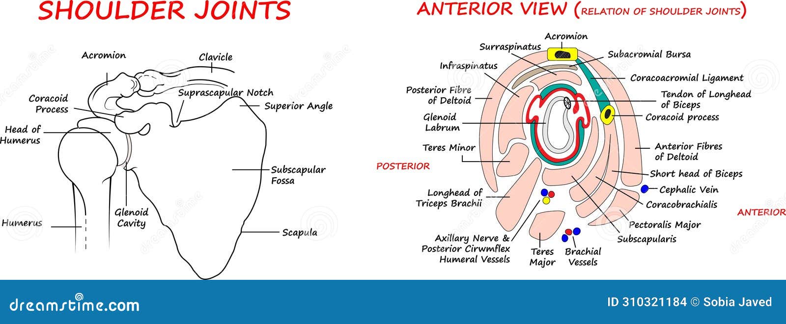 Shoulder Joints Vector Diagram, Relation of Shoulder Joints Stock ...