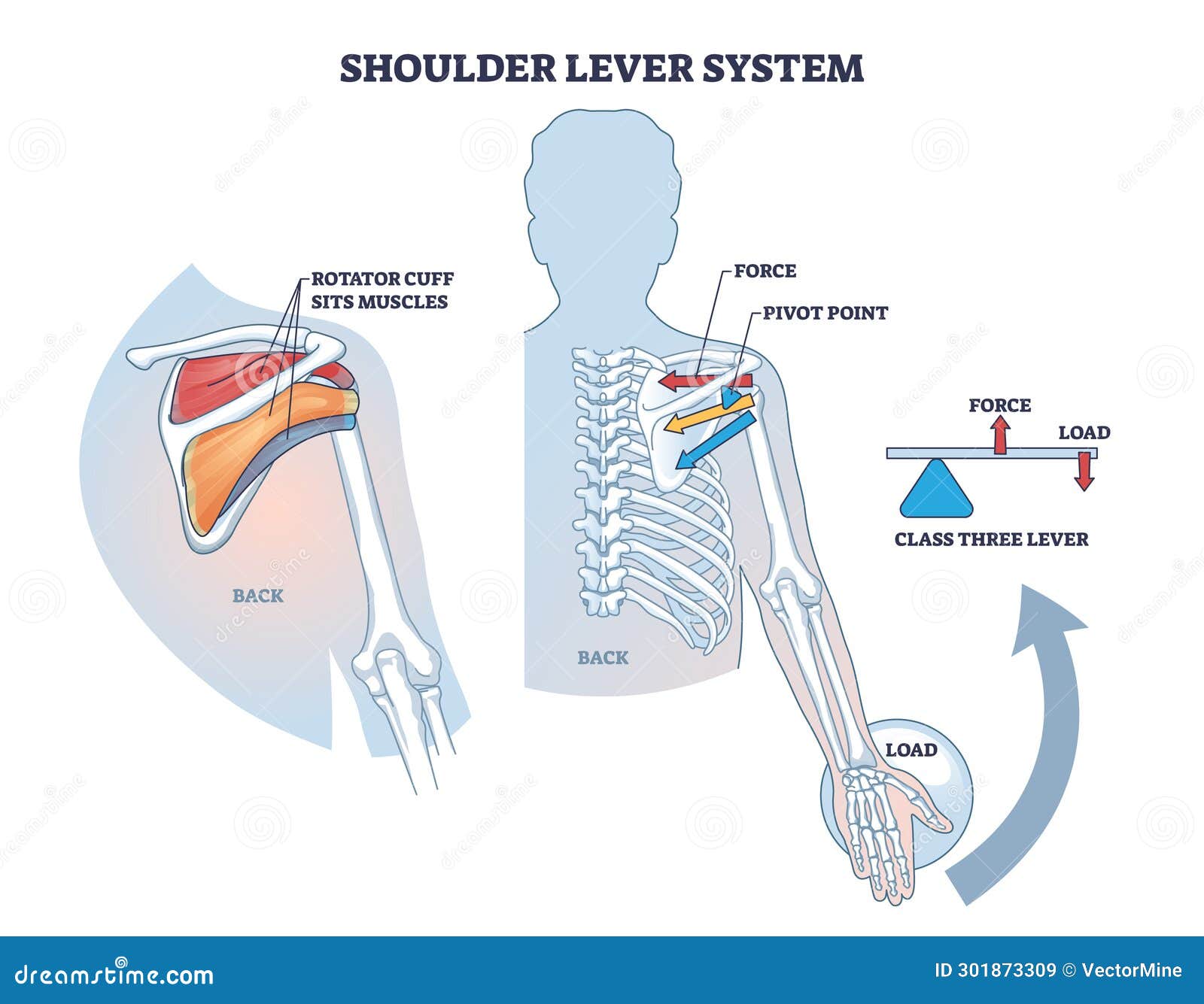 Shoulder Lever System for Shoulder and Upper Body Movement Outline ... Shoulder Lever System for Shoulder and Upper Body Movement Outline ...