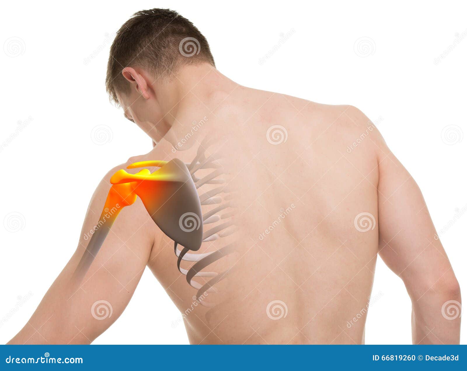 Shoulder Man Anatomy Isolated on White Stock Photo - Image of therapy ...