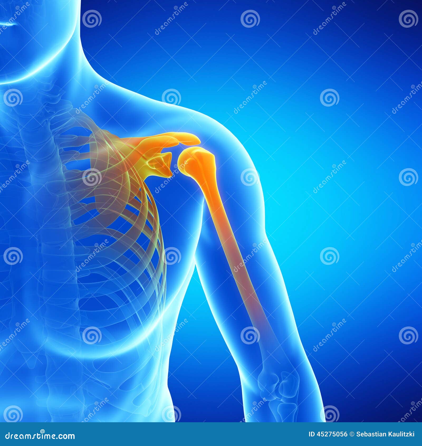 The shoulder stock illustration. Illustration of humerus - 45275056