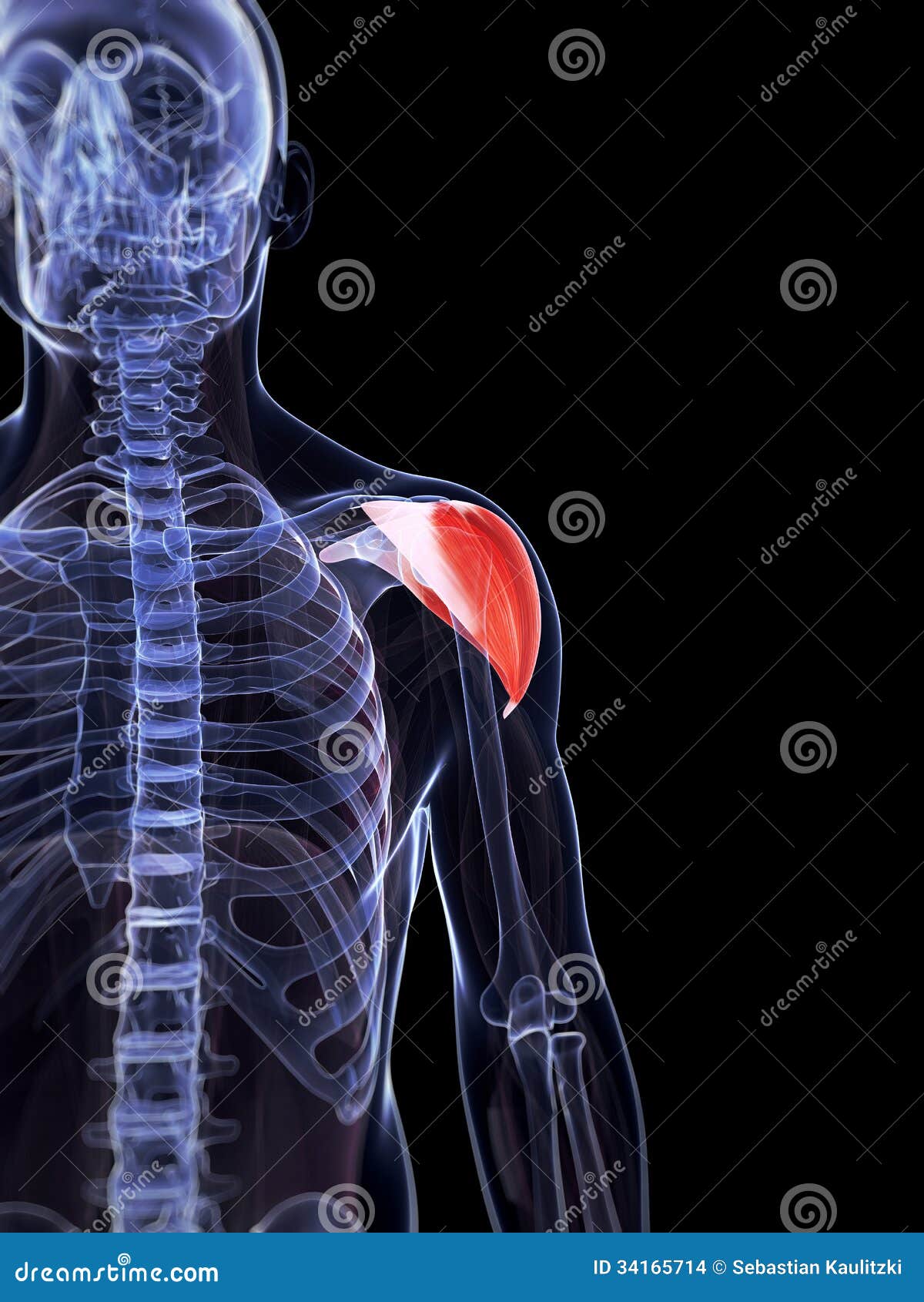 Shoulder Muscle Anatomy Royalty-Free Stock Image | CartoonDealer.com ...