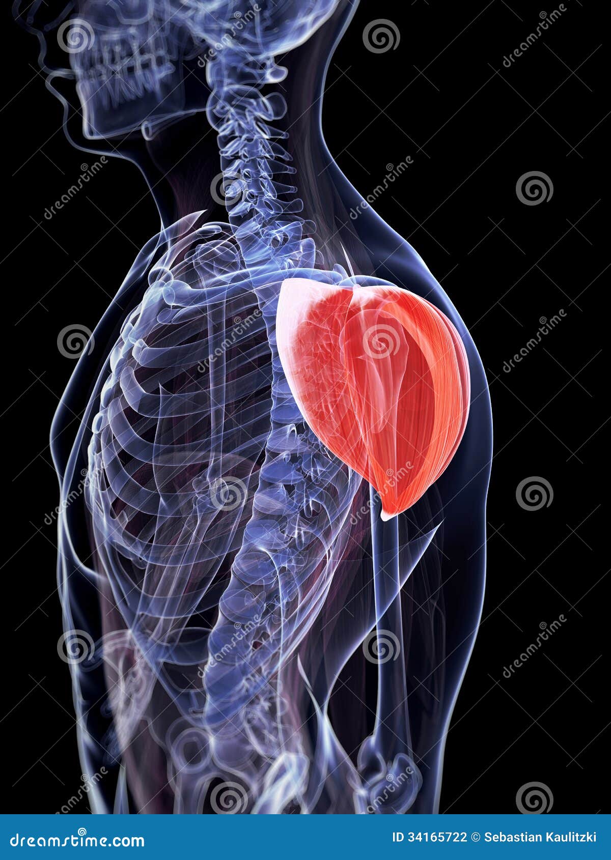 The shoulder muscle stock illustration. Illustration of musculature ...
