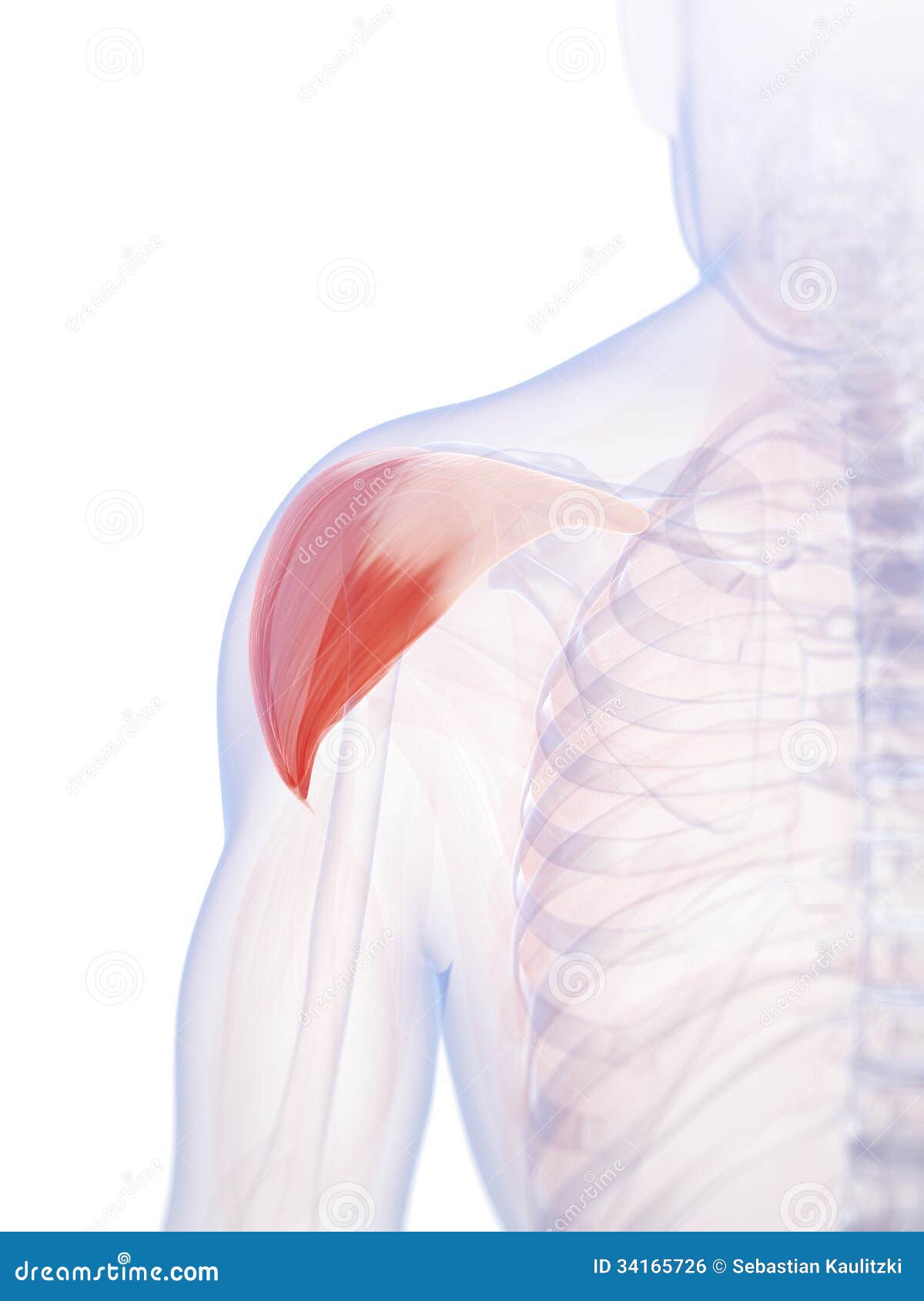 The shoulder muscle stock illustration. Illustration of male - 34165726