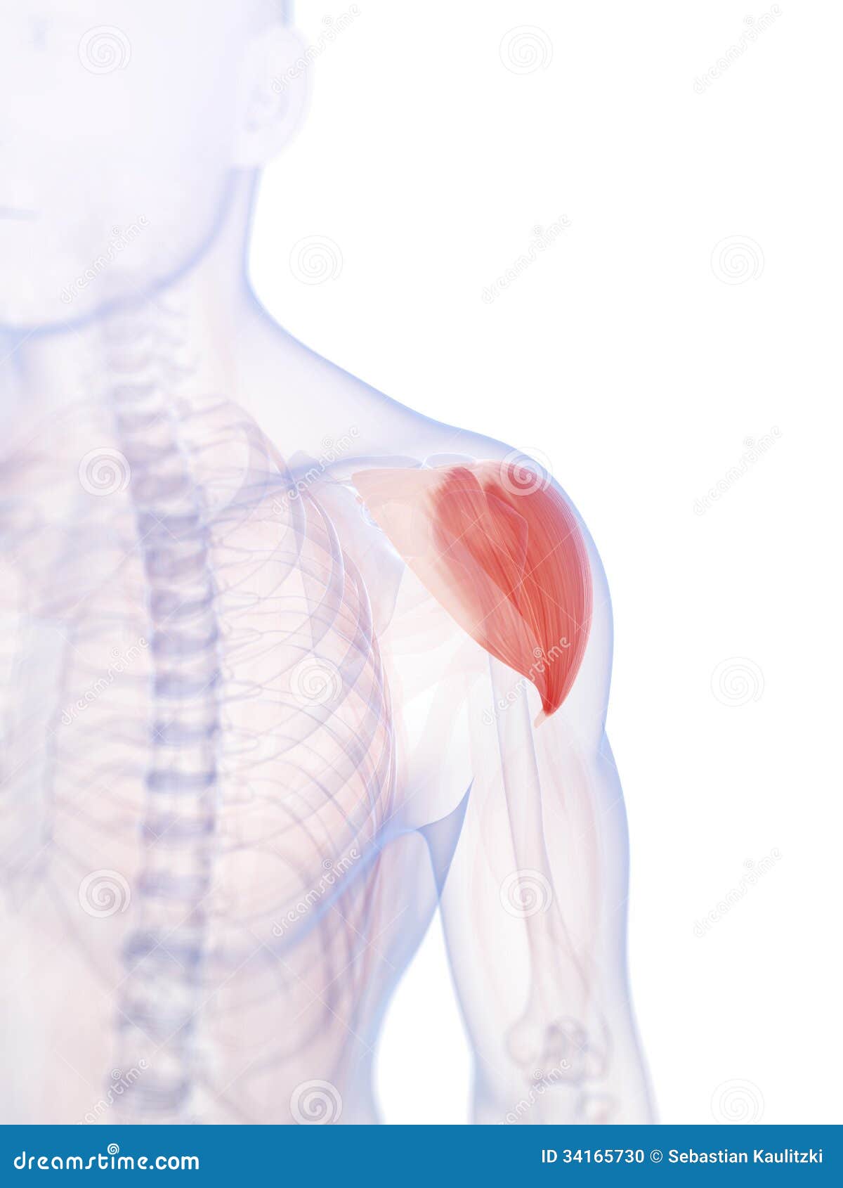 Shoulder Muscle Anatomy Royalty-Free Stock Image | CartoonDealer.com ...