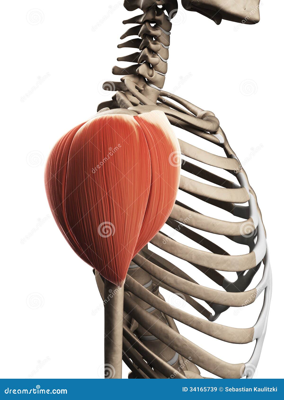 Shoulder Muscle Anatomy Royalty-Free Stock Image | CartoonDealer.com ...