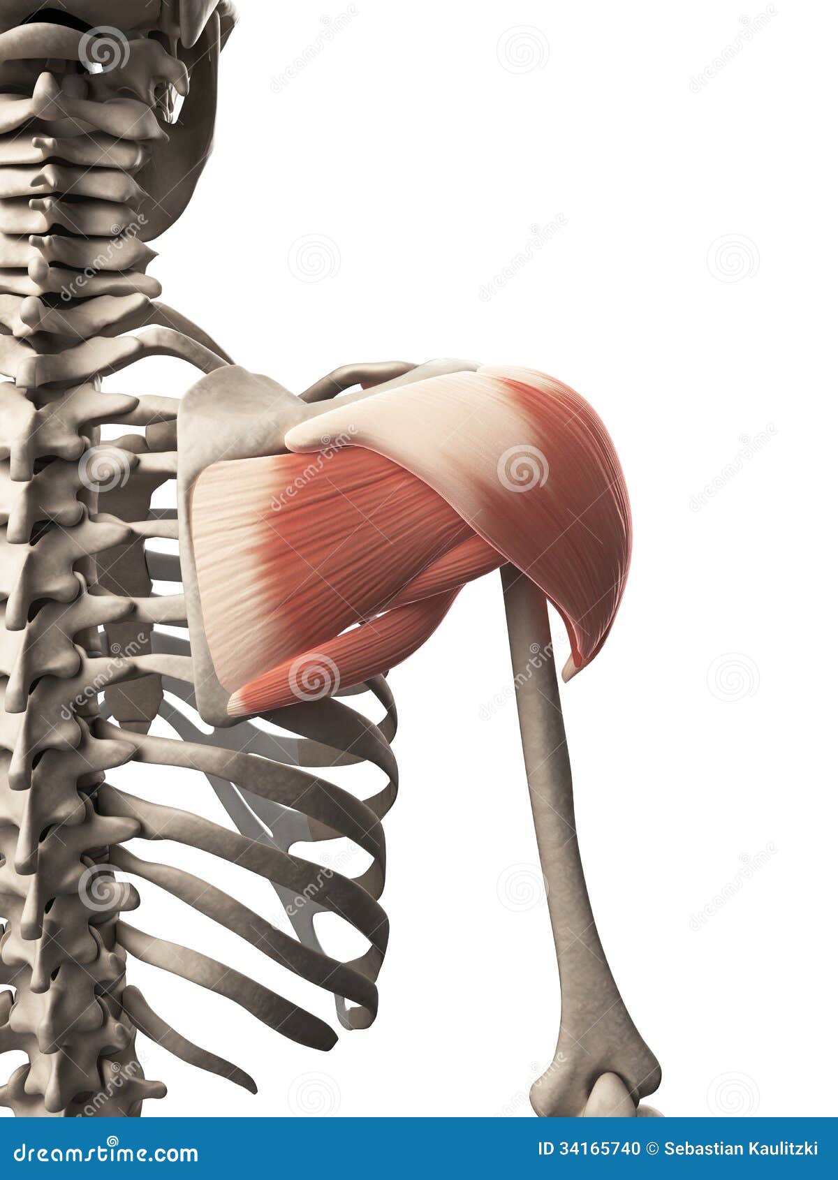 Shoulder Muscle Anatomy Royalty-Free Stock Image | CartoonDealer.com ...