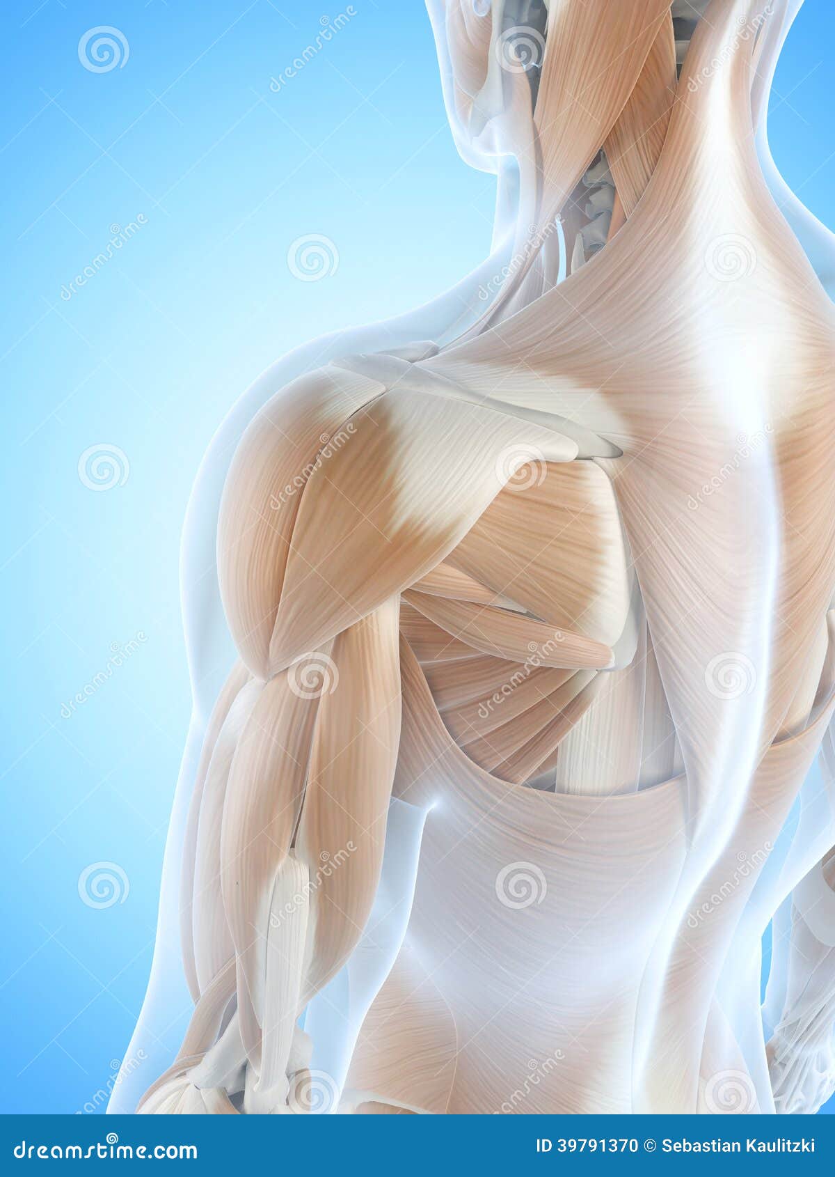 The shoulder muscles stock illustration. Illustration of biology - 39791370