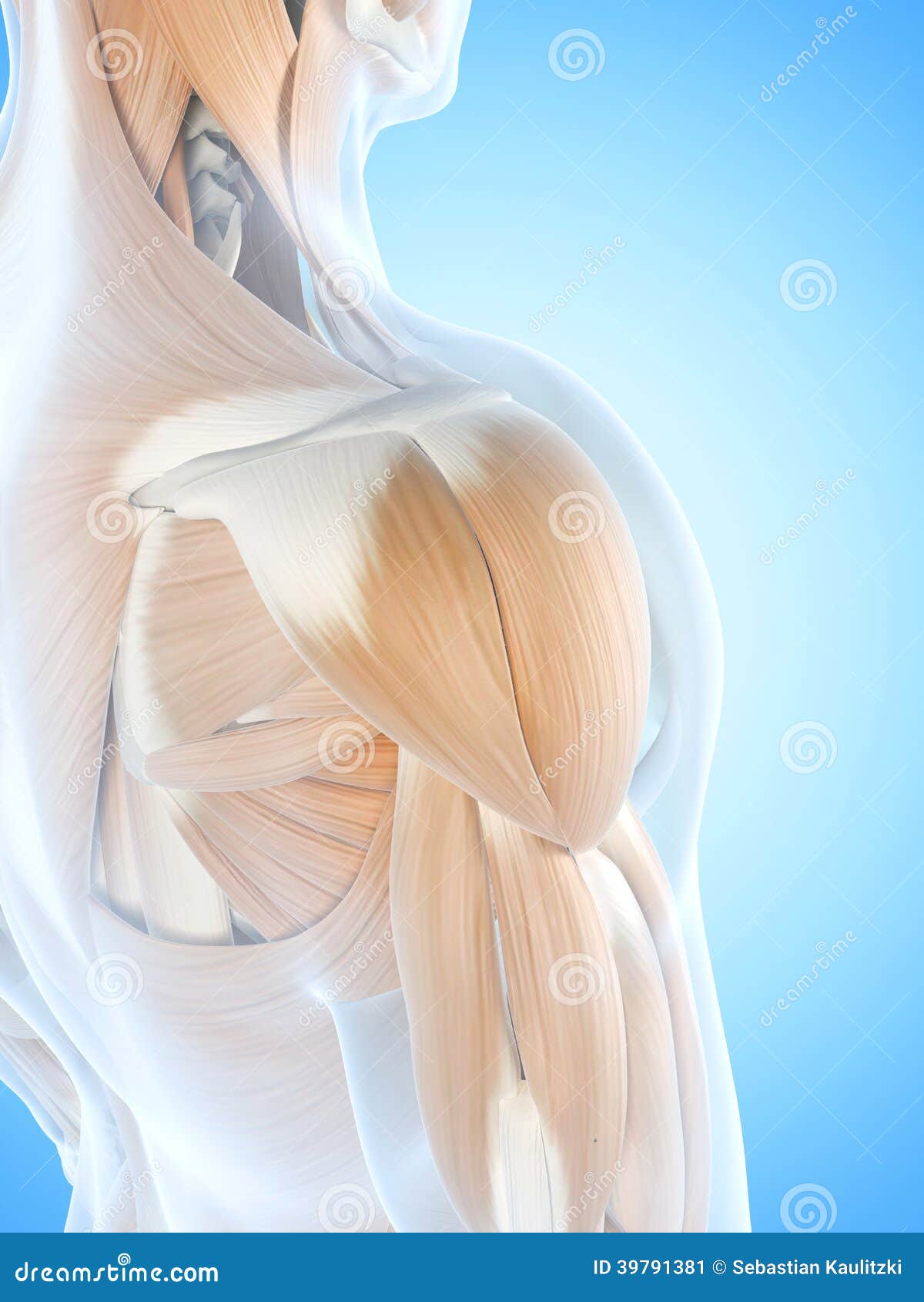 The shoulder muscles stock illustration. Illustration of anatomical ...