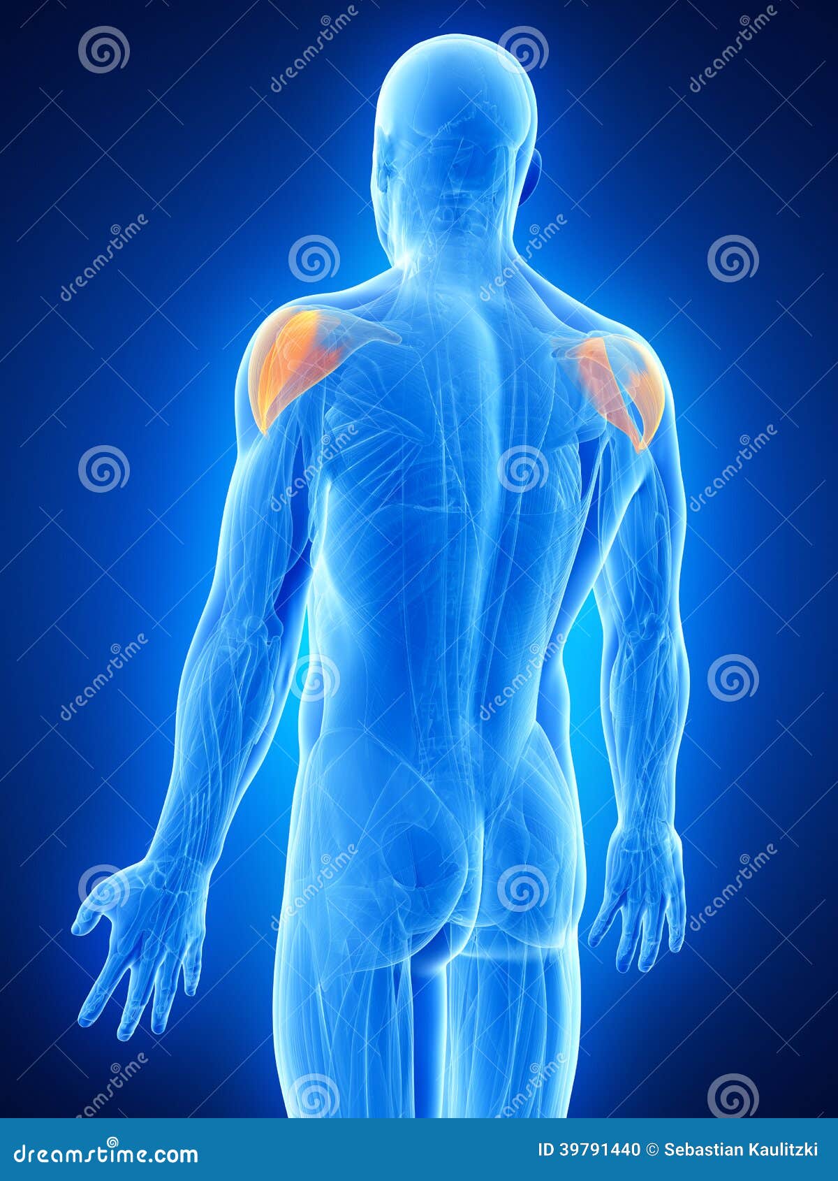 The shoulder muscles stock illustration. Illustration of medical - 39791440