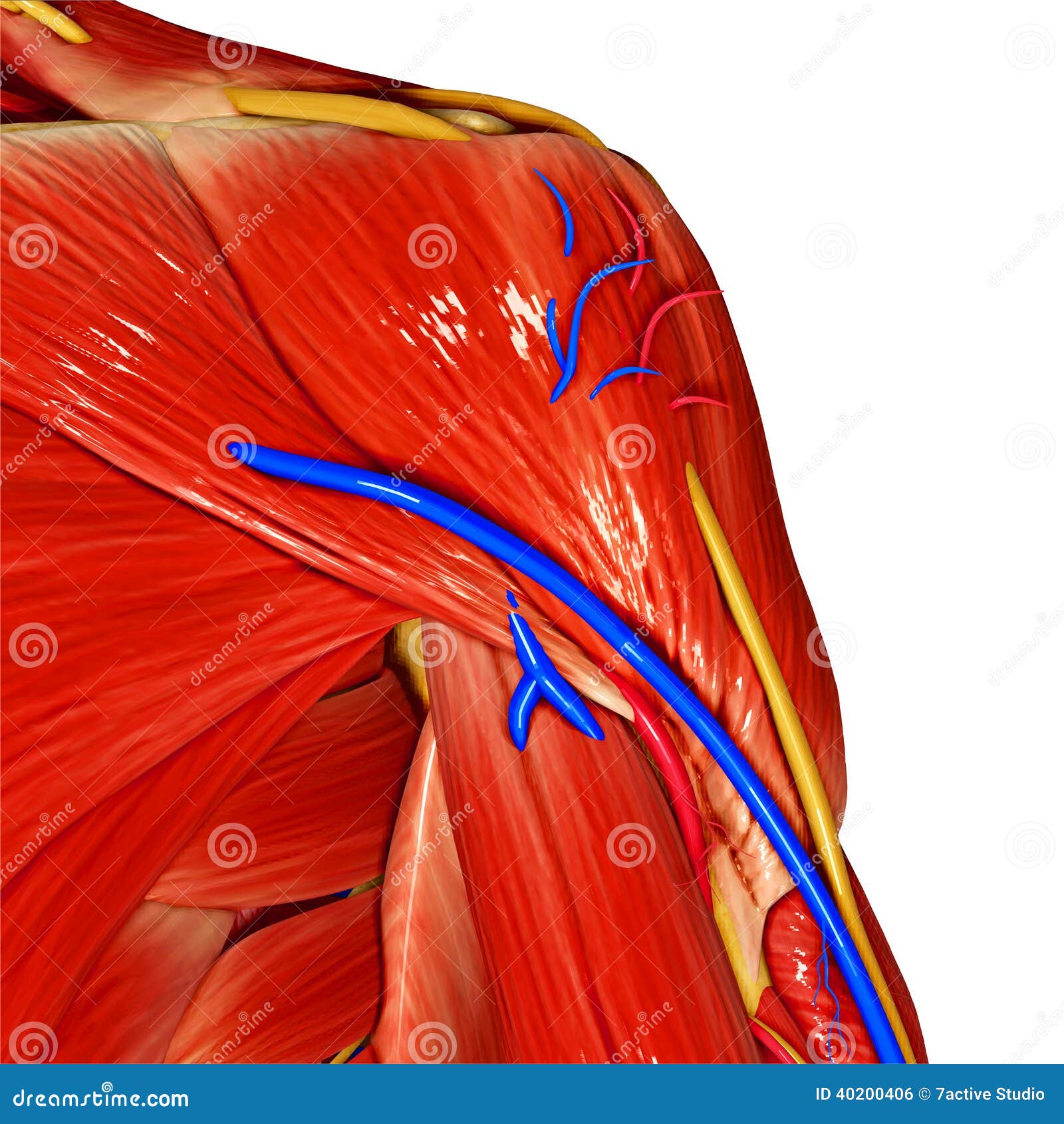 Shoulder Muscles. Didactic Scheme Of Anatomy Of Human Muscular System ...