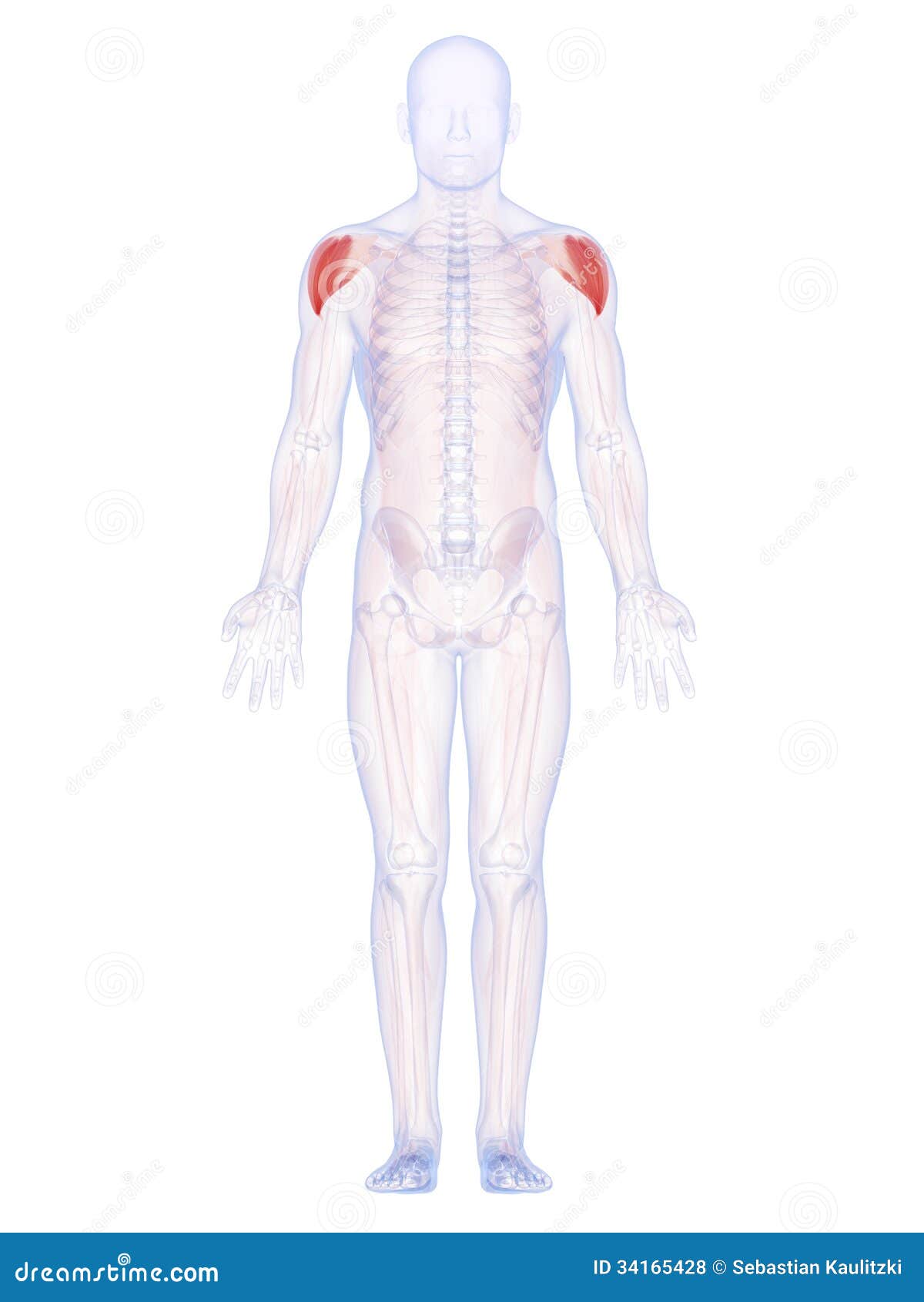 Shoulder Muscles Royalty-Free Stock Photography | CartoonDealer.com ...