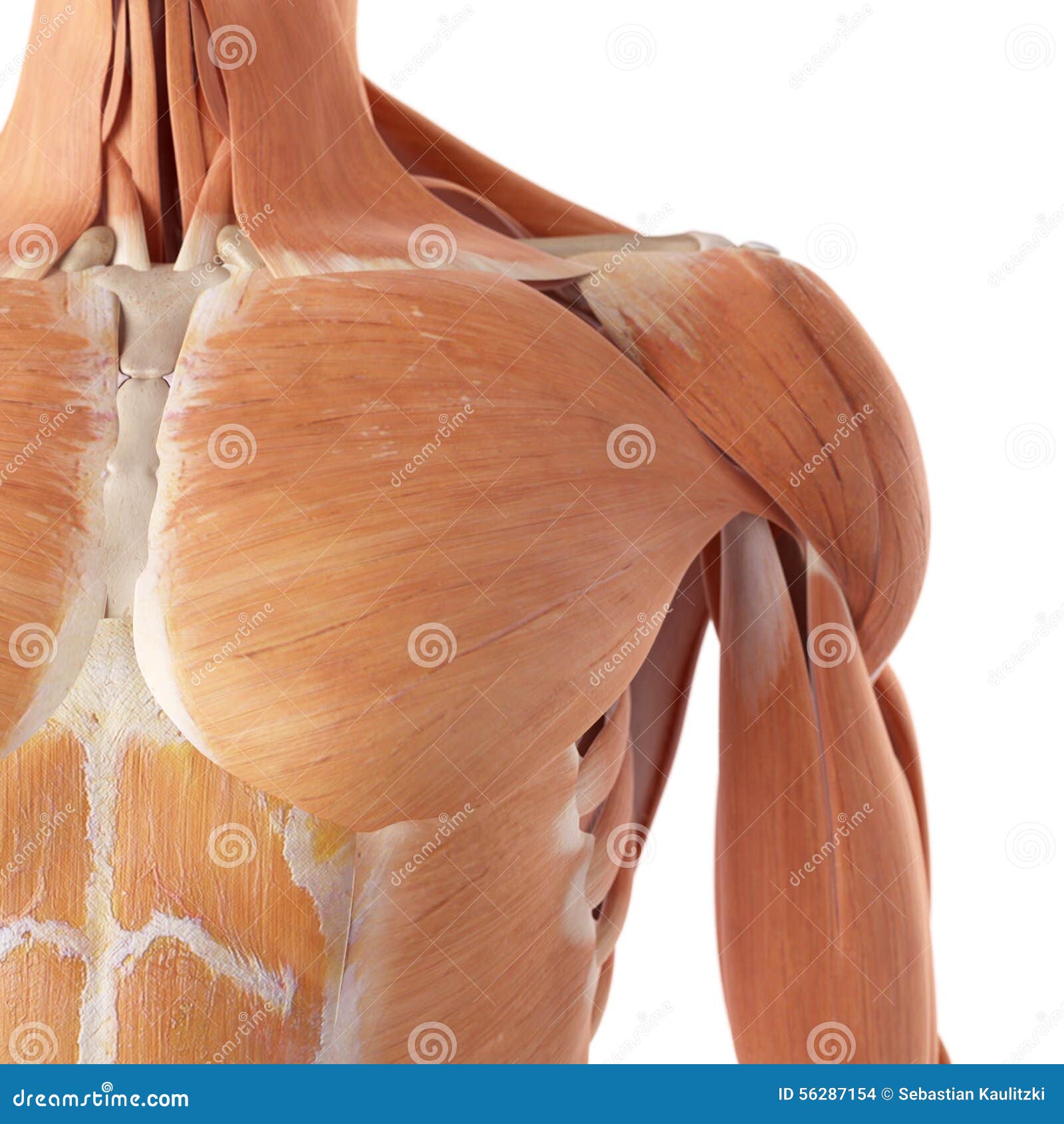 The shoulder muscles stock illustration. Illustration of white - 56287154