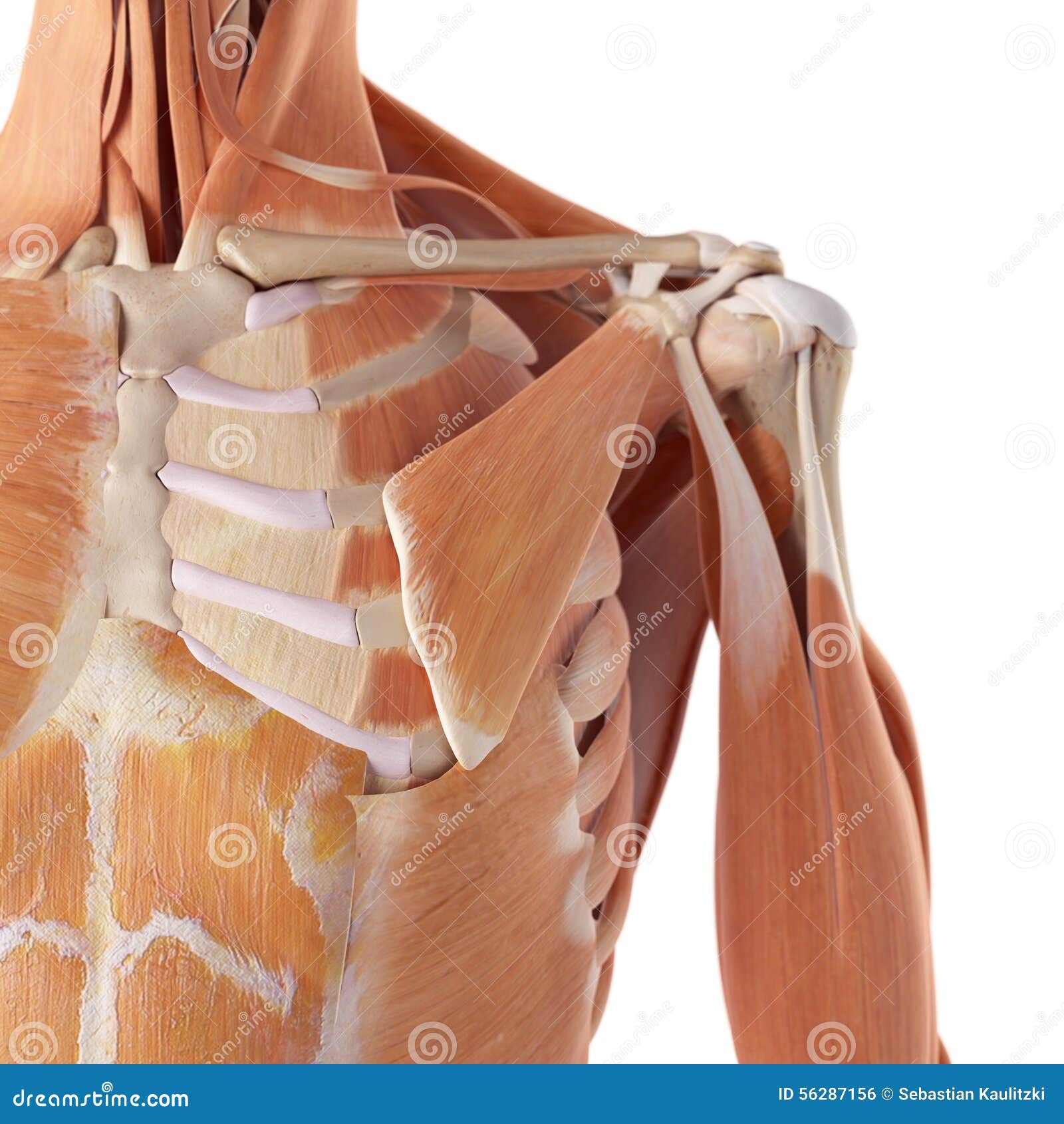 Shoulder Muscles Royalty-Free Stock Photography | CartoonDealer.com ...