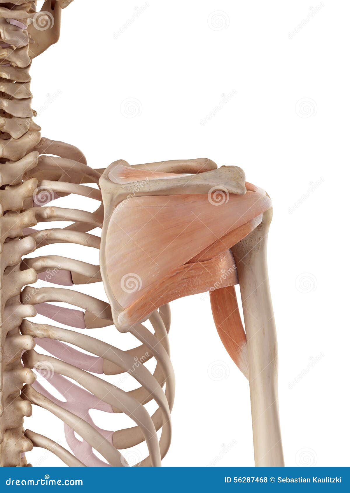 Shoulder Muscles. Didactic Scheme Of Anatomy Of Human Muscular System ...