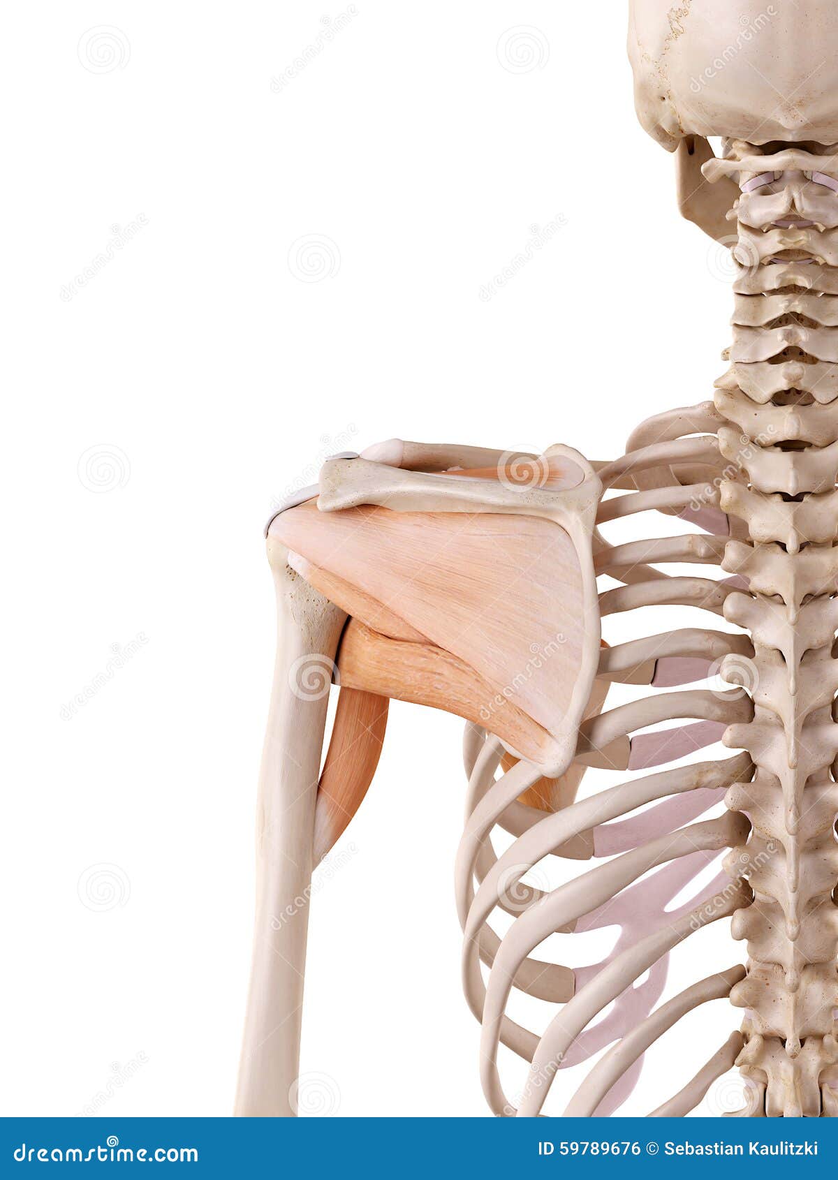 The shoulder muscles stock photo. Image of angle, anatomic - 59789676