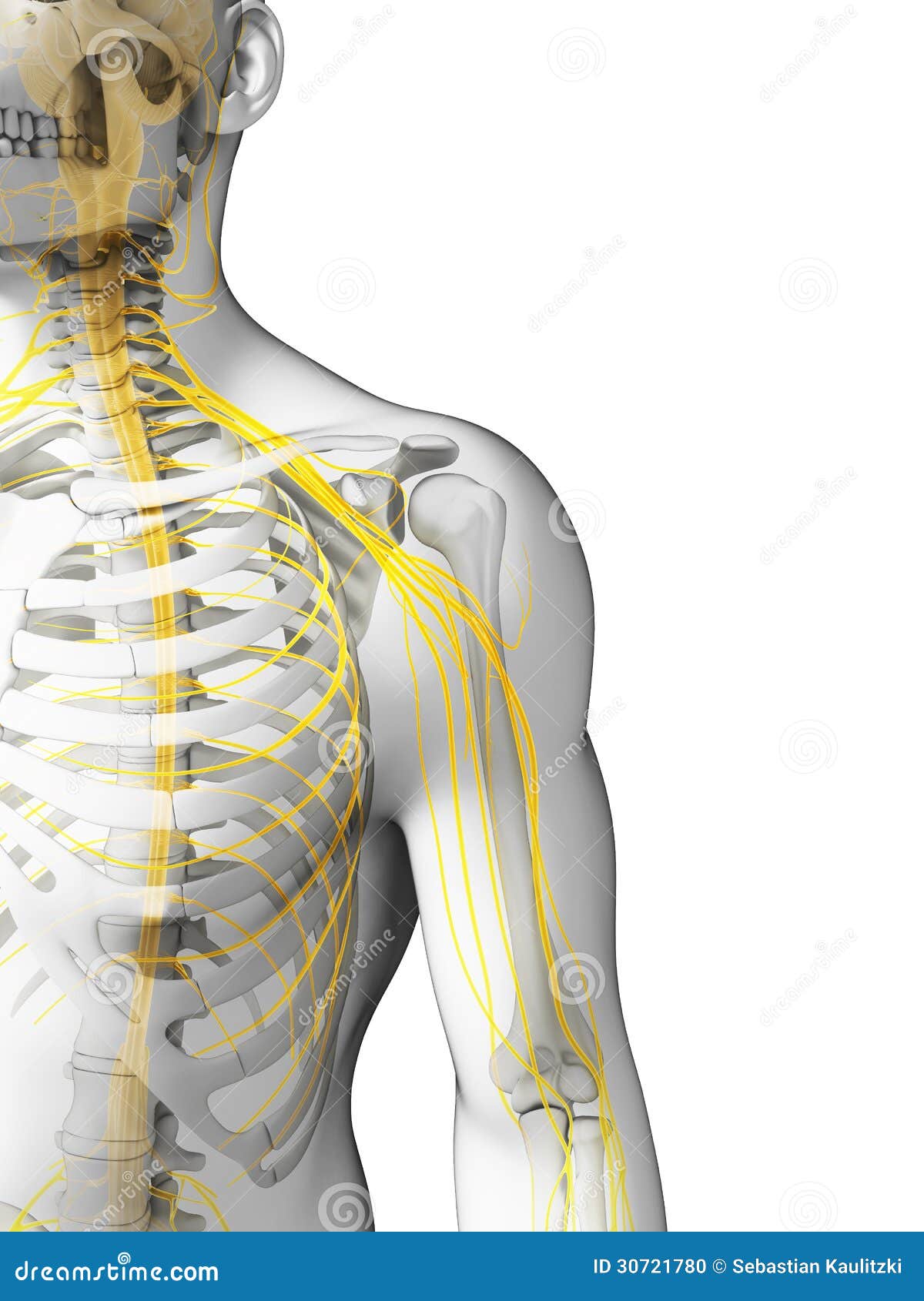 Shoulder Nerves Stock Photo - Image: 30721780