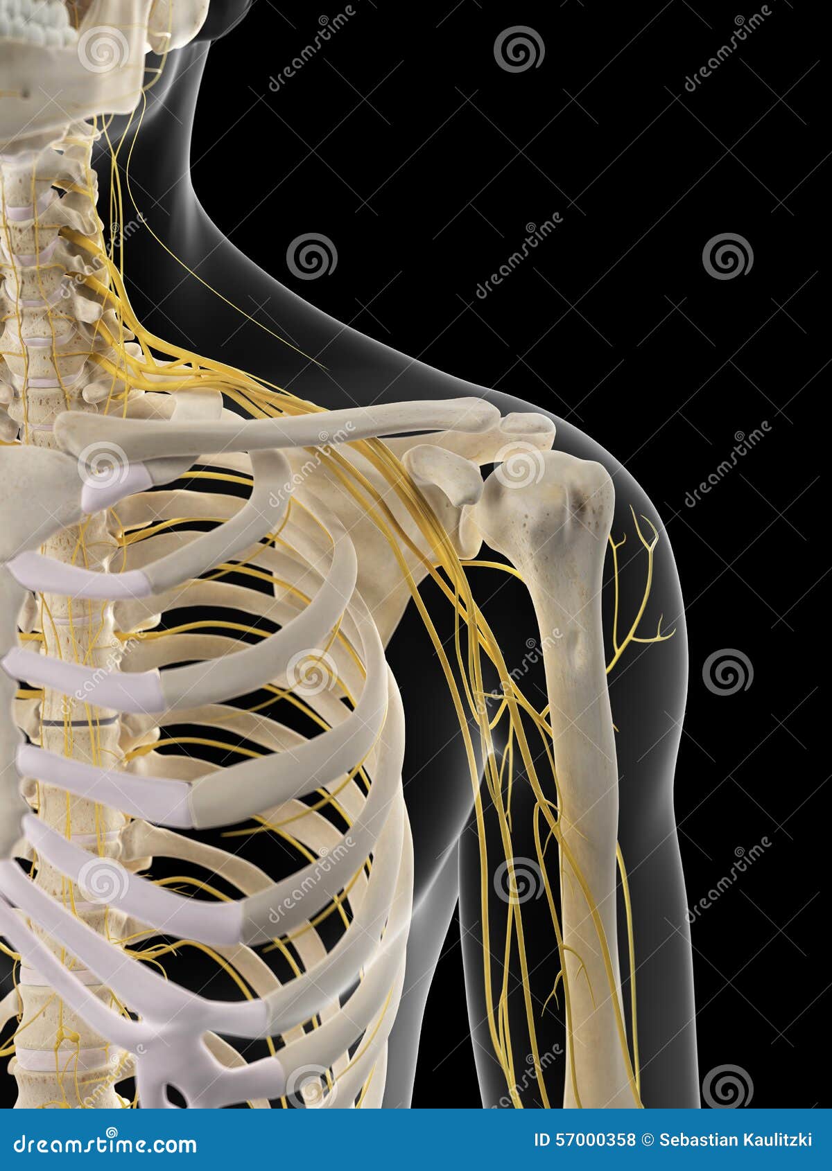 Skeletal With Nerves And Lymph Nodes Around Chest Stock Image ...