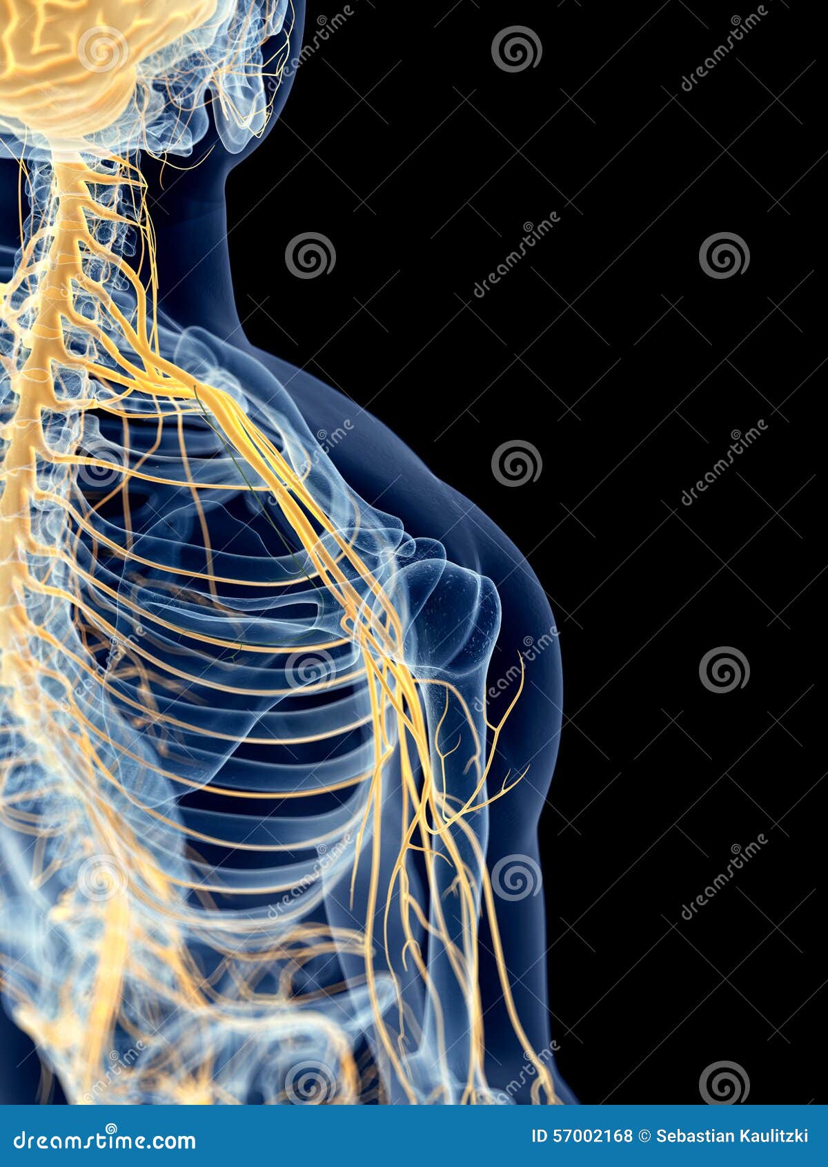The shoulder nerves stock illustration. Illustration of body - 57002168