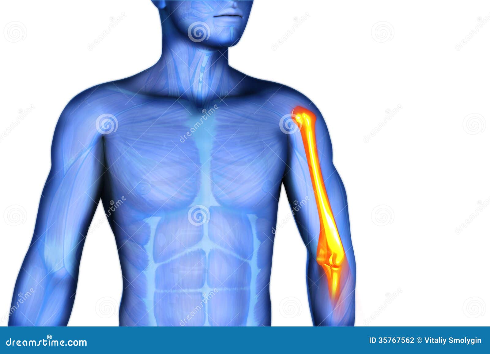 Shoulder / Scapula / Clavicle - Anatomy Bones Stock Photography ...