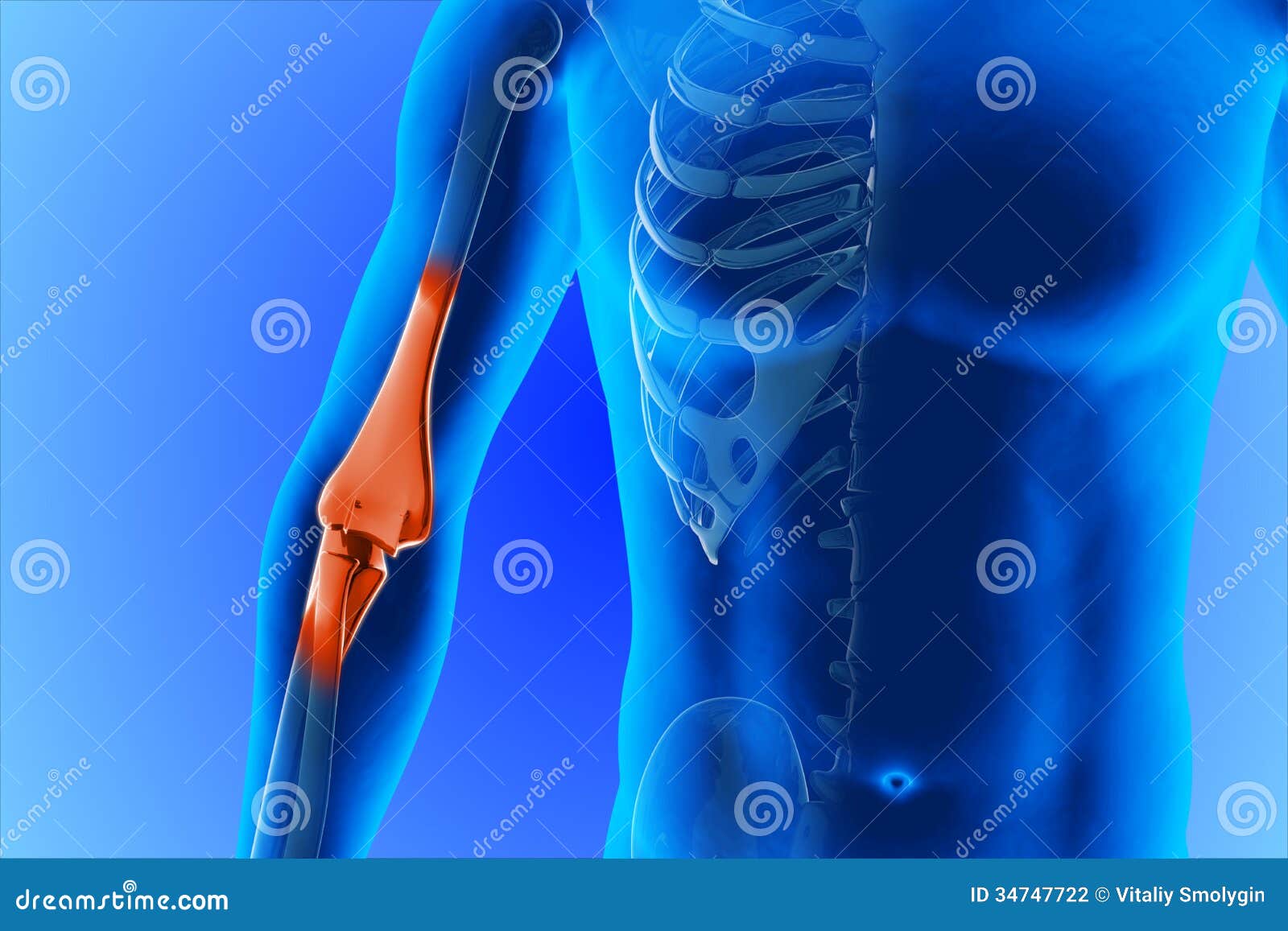 Shoulder Scapula Clavicle Royalty-Free Cartoon | CartoonDealer.com ...