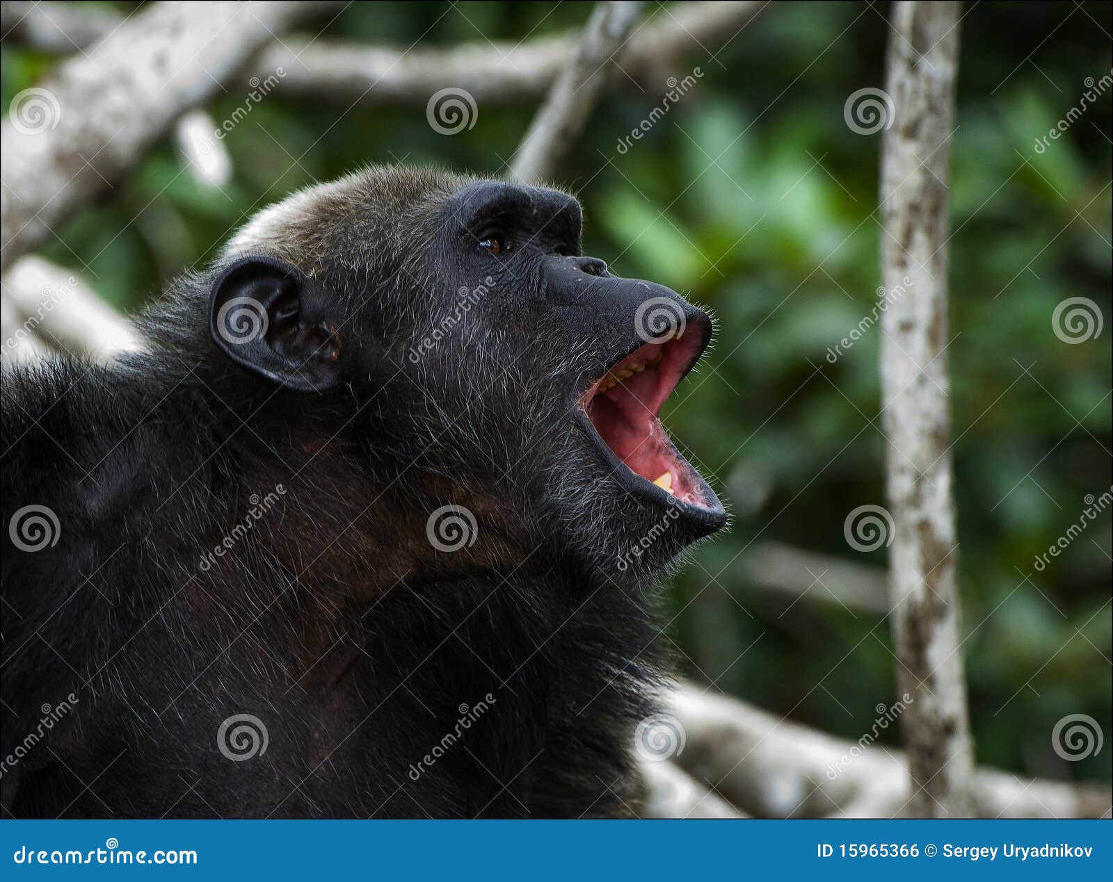 Shout. stock photo. Image of forest, black, chimpansee - 15965366