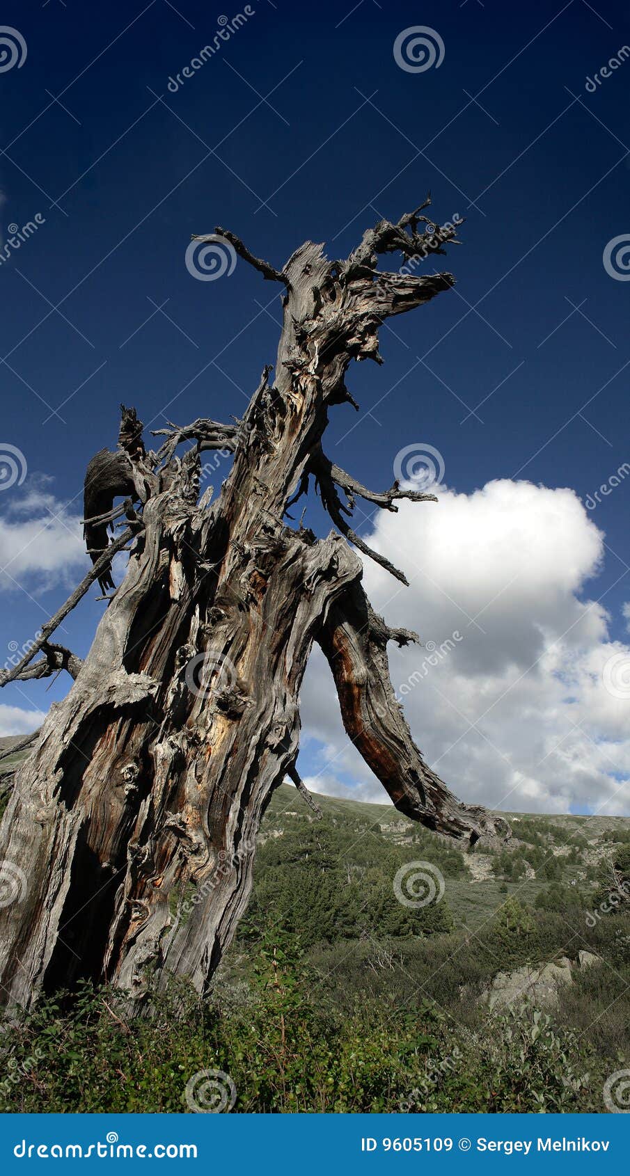 The Shout. stock image. Image of spine, bushes, herb, stylization - 9605109