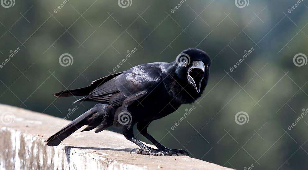 Shouting ! stock photo. Image of birds, avain, making - 22032560