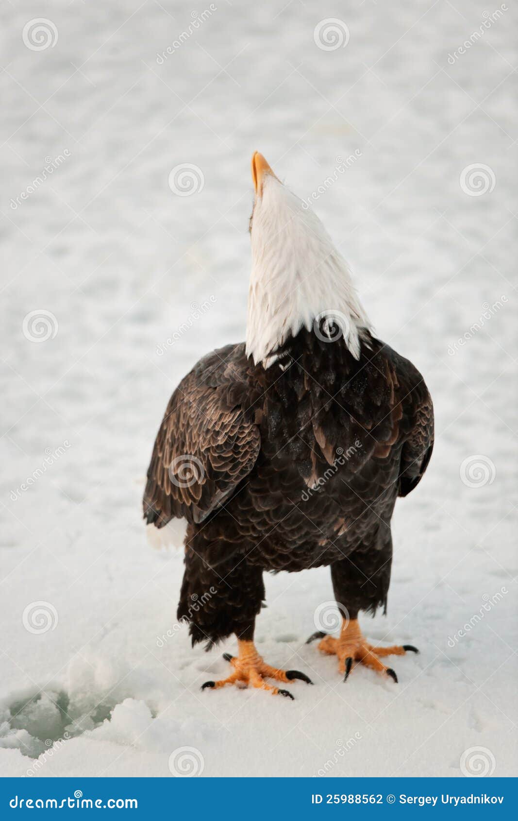 Shouting Bald Eagle stock photo. Image of beak, freedom - 25988562