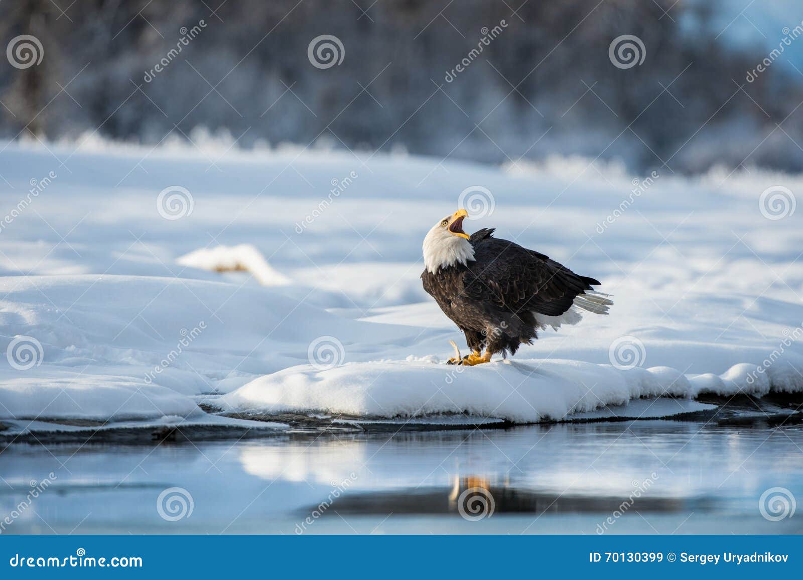 Shouting Bald Eagle On Snow. The Shouting Ba;d Eagle Sits On Snow To ...