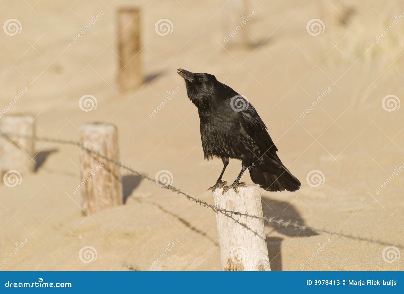 Shouting Crow stock image. Image of bird, call, pole, shouting - 3978413