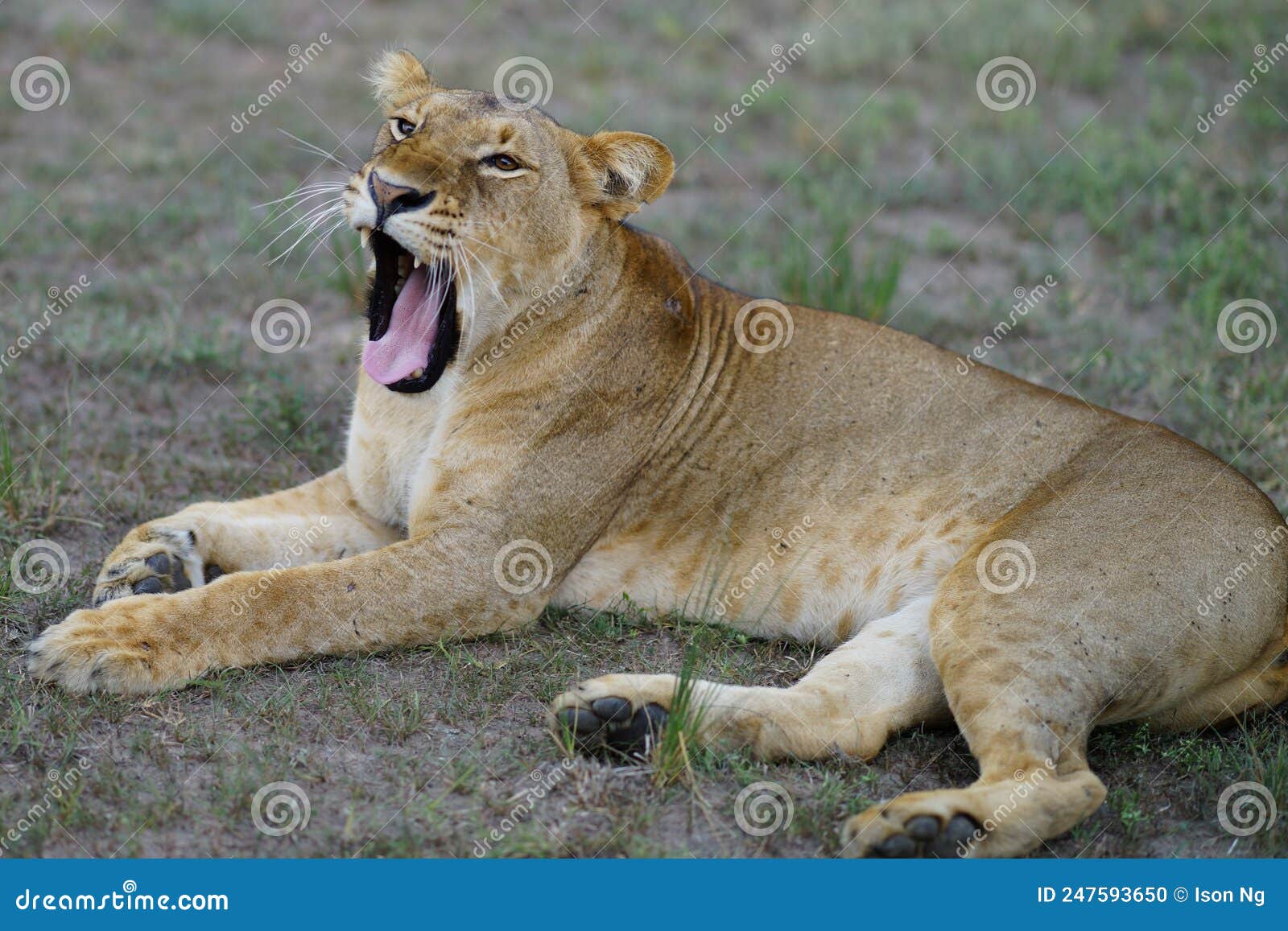 Shouting Female Lion in Murchison Fall National Park, Uganda Stock ...