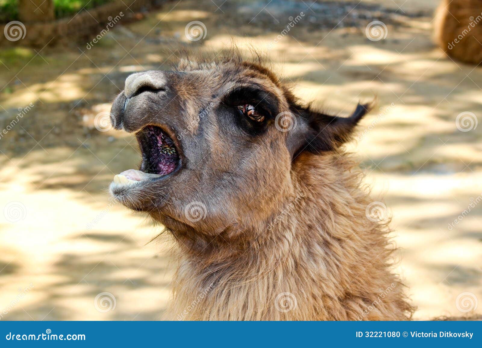 Shouting llama stock photo. Image of lama, outdoor, shouting - 32221080