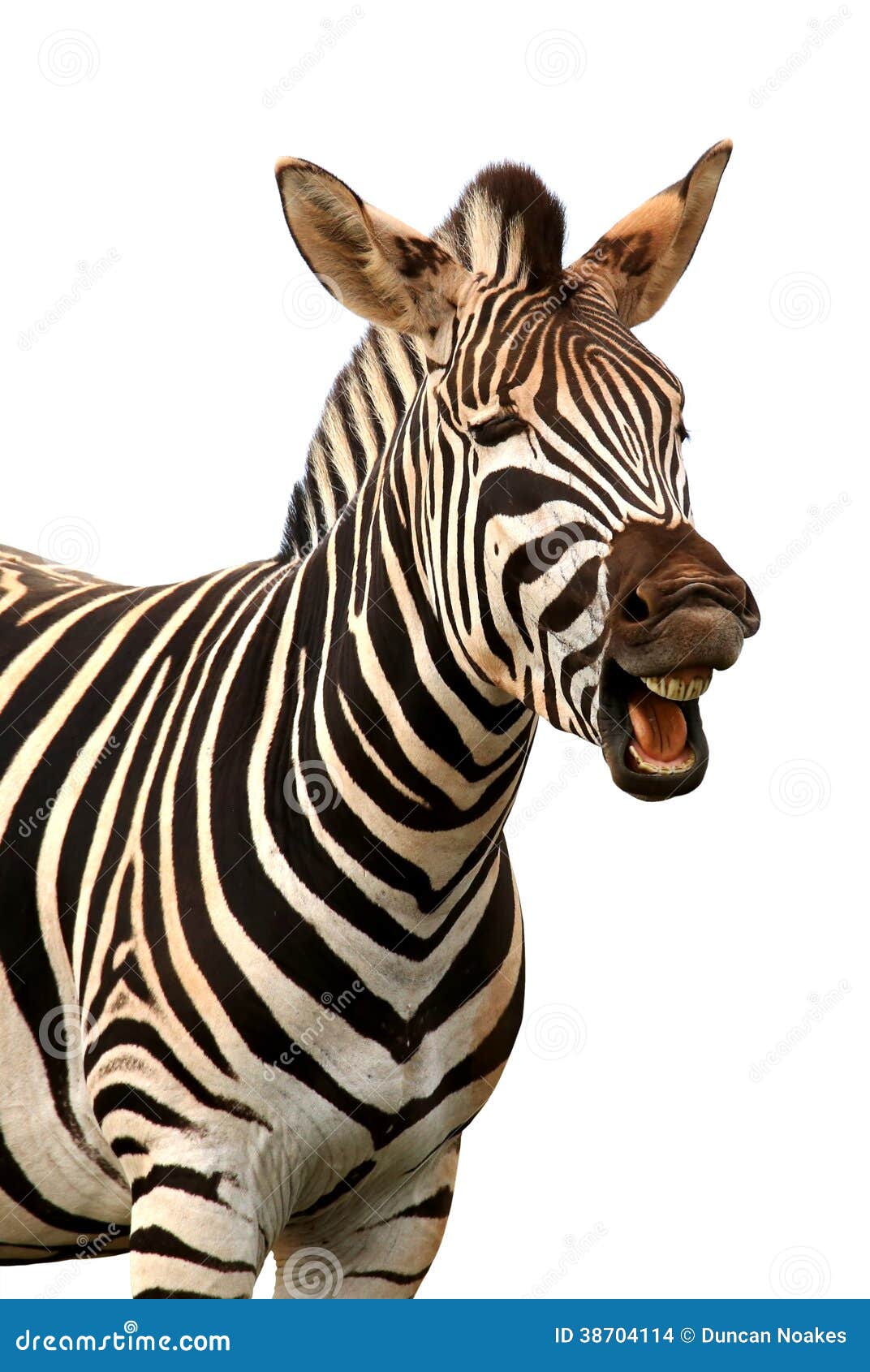 Shouting or Laughing Zebra stock photo. Image of close - 38704114