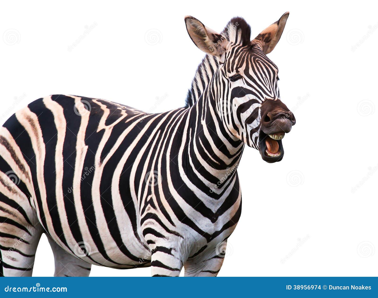 Zebra Yelling