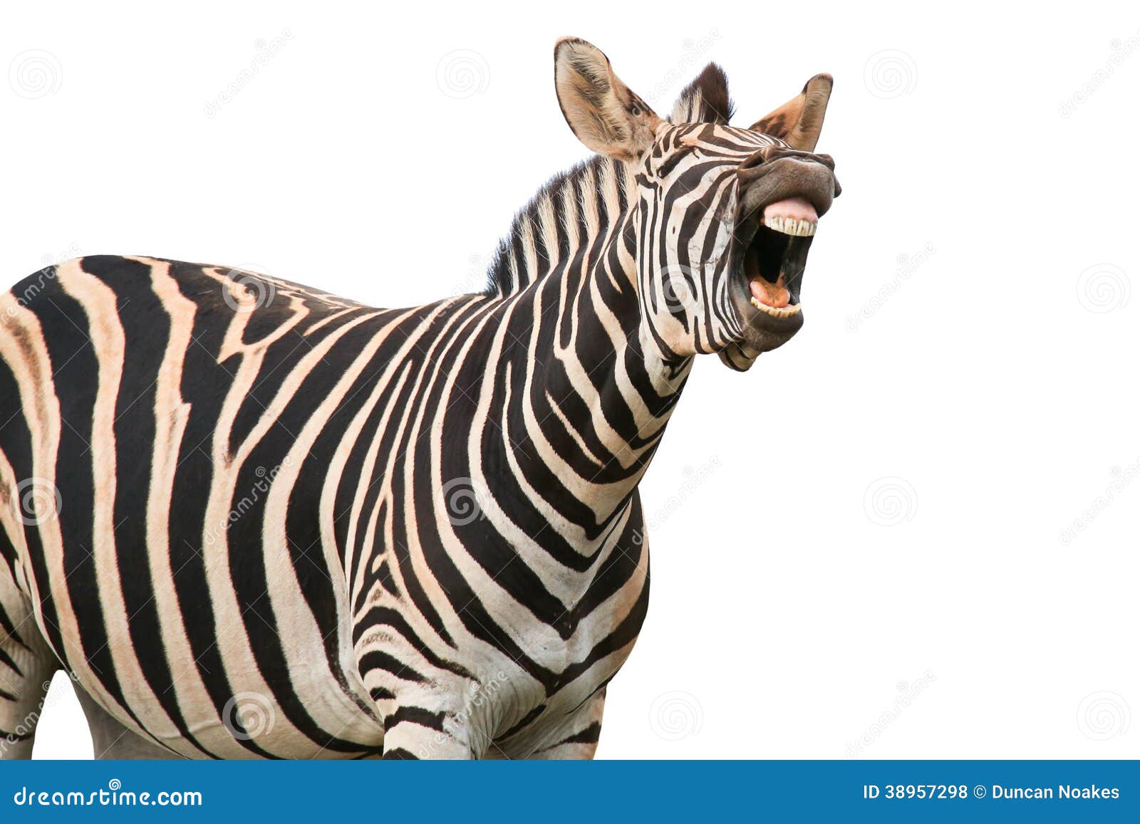 Shouting or Laughing Zebra stock photo. Image of wildlife - 38957298