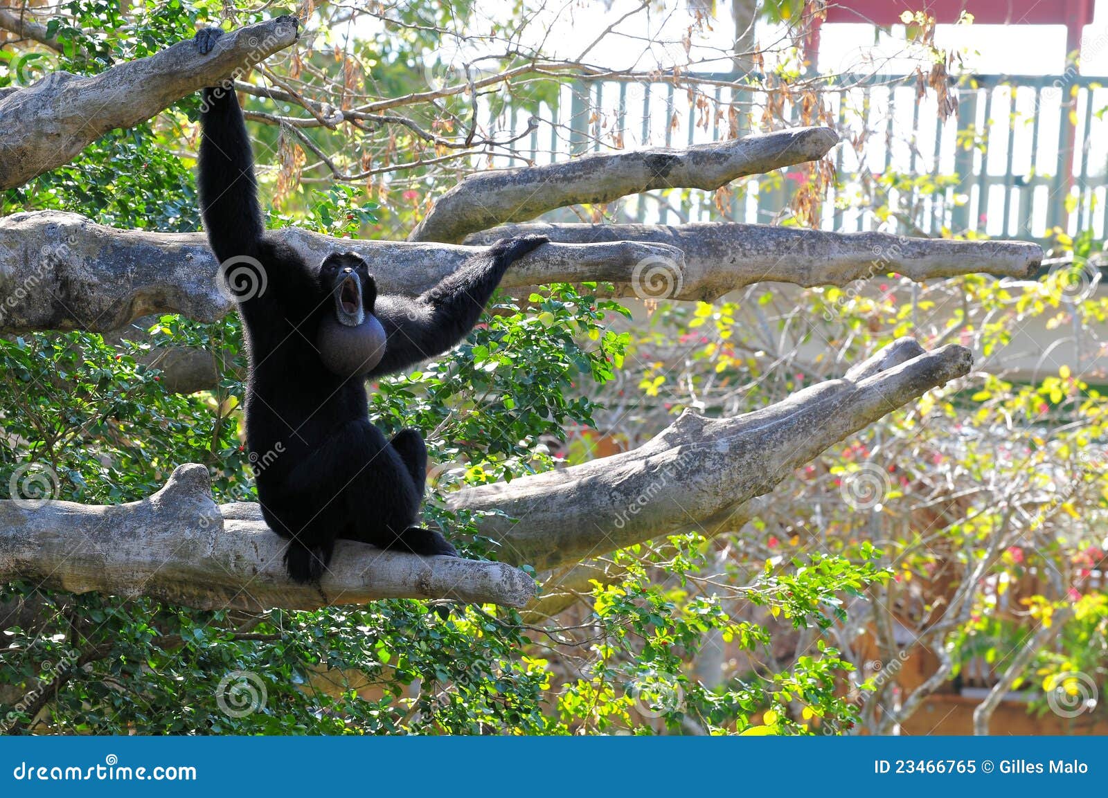Shouting Monkey stock image. Image of florida, nature - 23466765