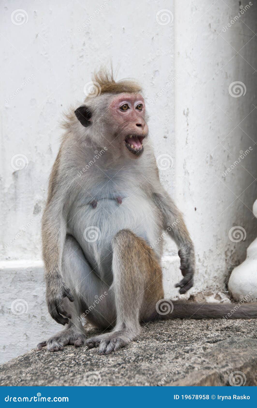 Shouting monkey portrait stock photo. Image of communication - 19678958