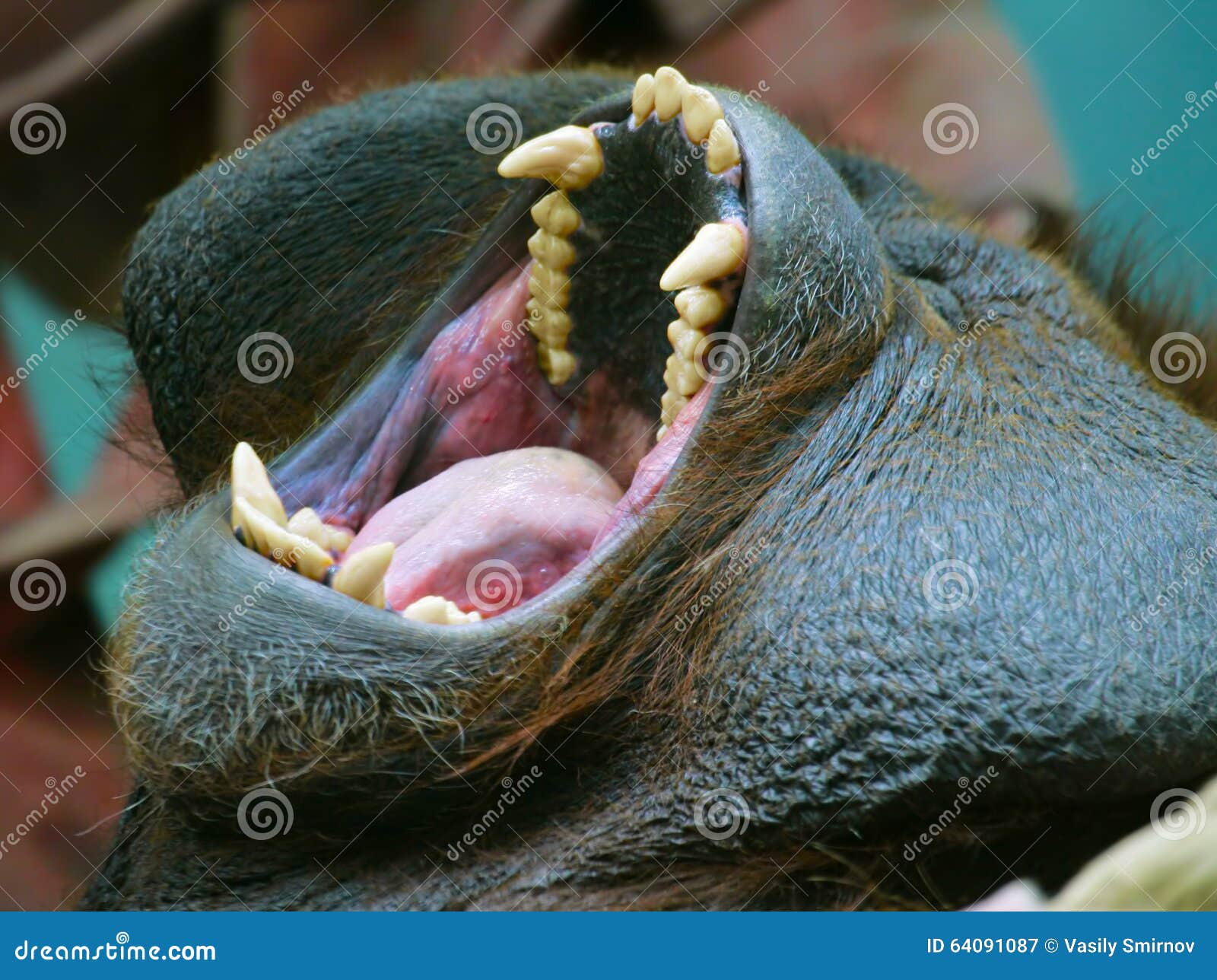 Shouting orangutan stock image. Image of strength, pets - 64091087