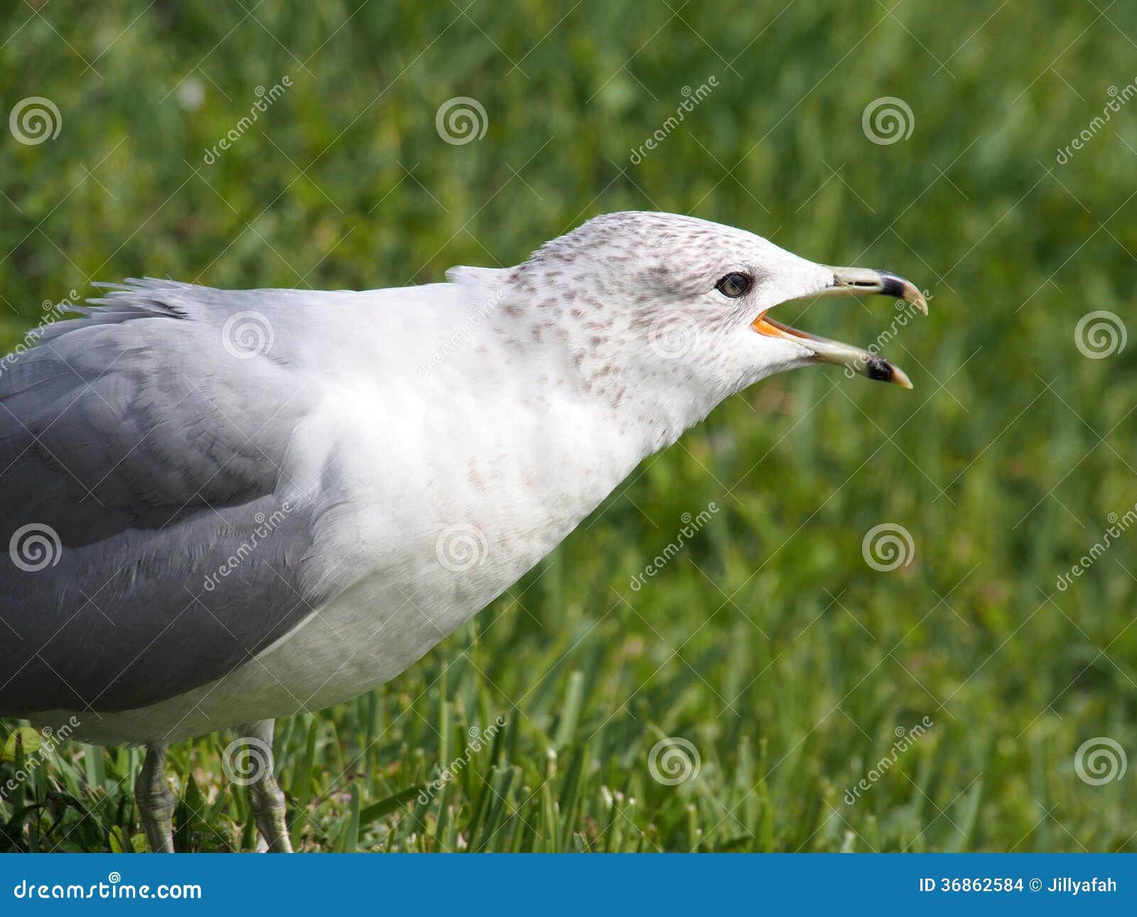Shouting stock photo. Image of screeching, outdoors, ringbilled - 36862584