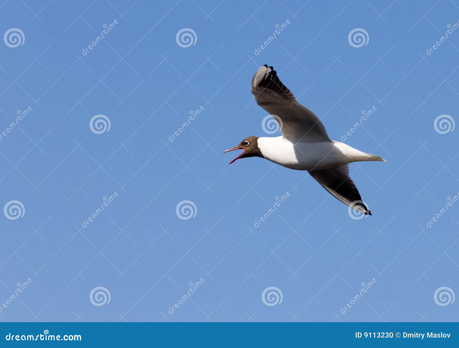 Shouting seagull stock photo. Image of birds, clear, sunlight - 9113230