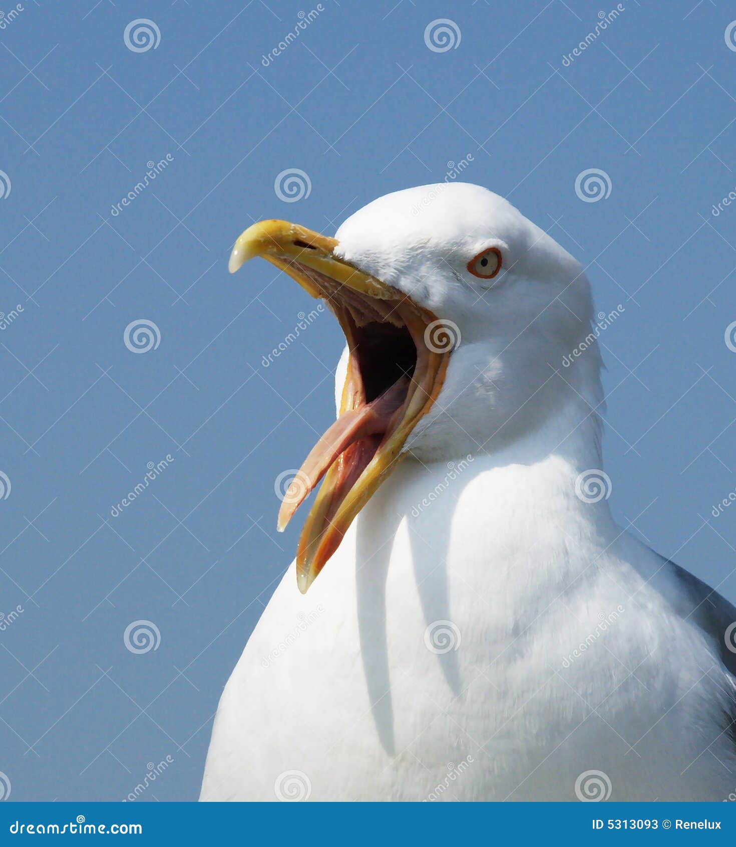 Shouting seagull close-up stock image. Image of angry - 5313093