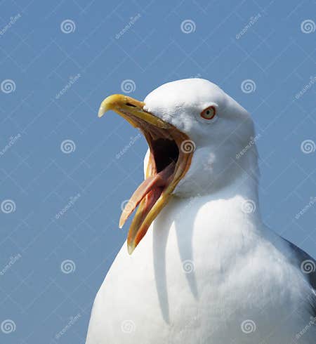 Shouting seagull close-up stock image. Image of angry - 5313093