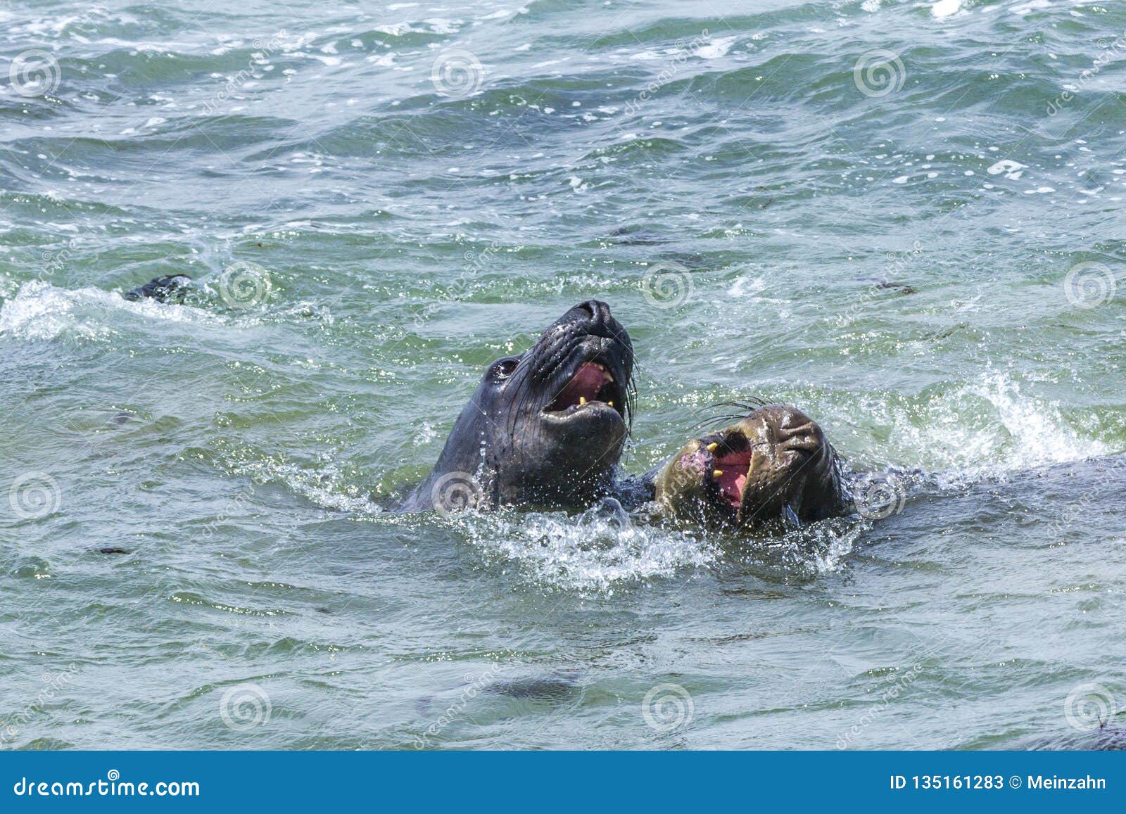Shouting Sealion in the Ocean Stock Image - Image of shouting, animal ...