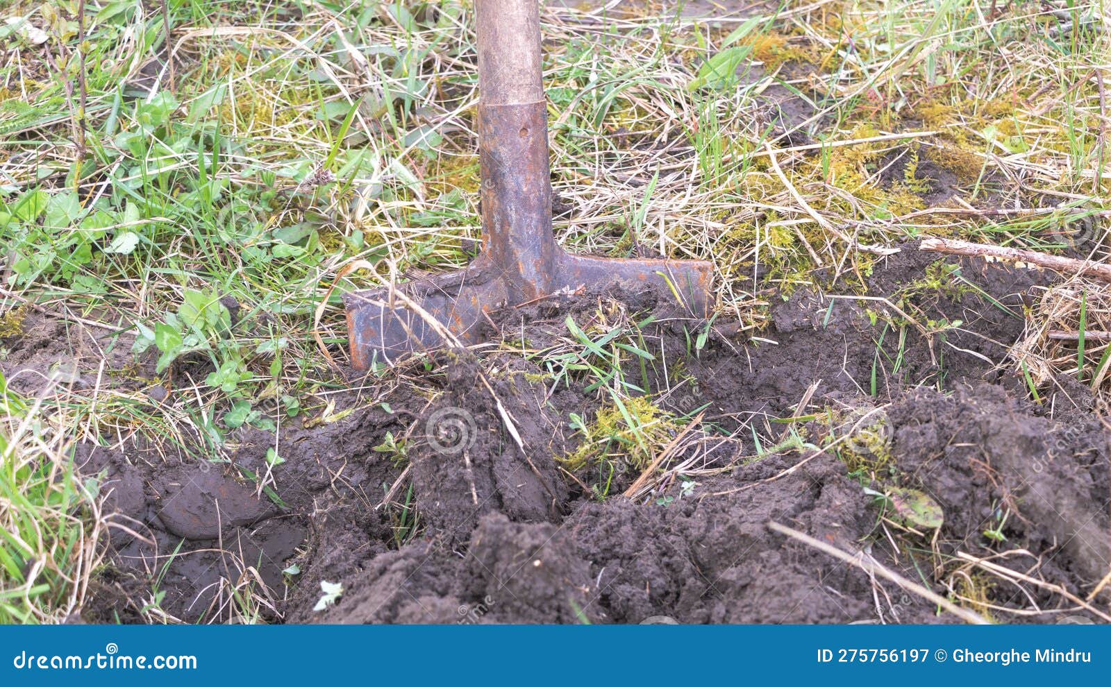 Shovel Digging in the Ground. a Shovel Stuck in the Ground Stock Image ...