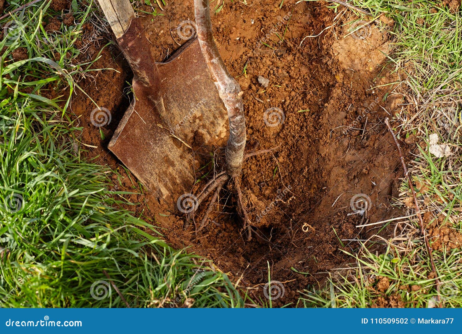 A Shovel and Roots of Tree Ready for Planting into a Hole. Stock Photo ...